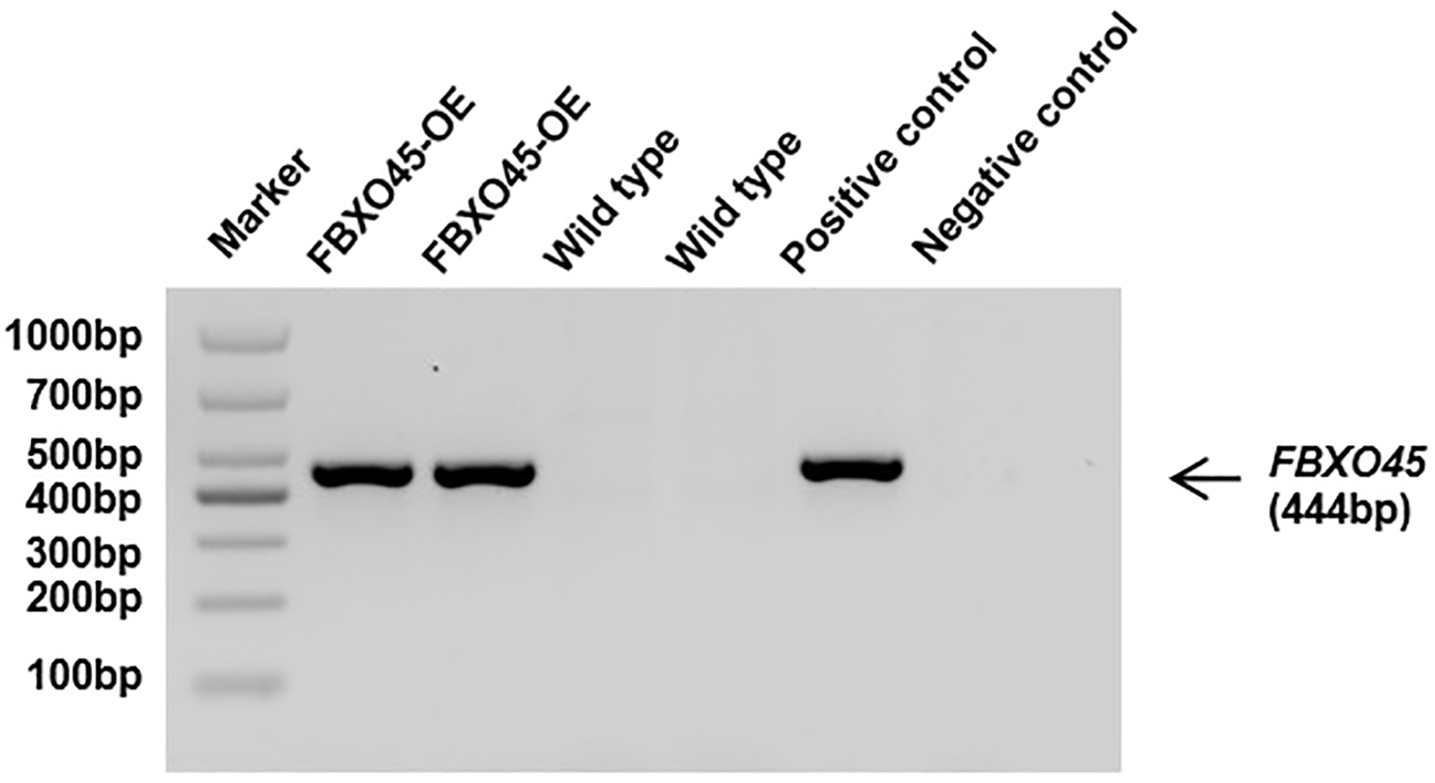Cell Press: STAR Protocols