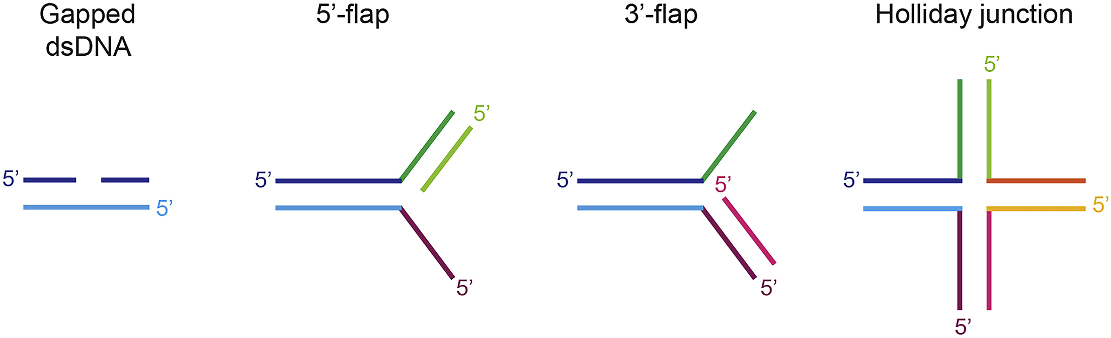 Cell Press: STAR Protocols