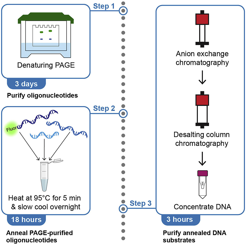 Cell Press: STAR Protocols