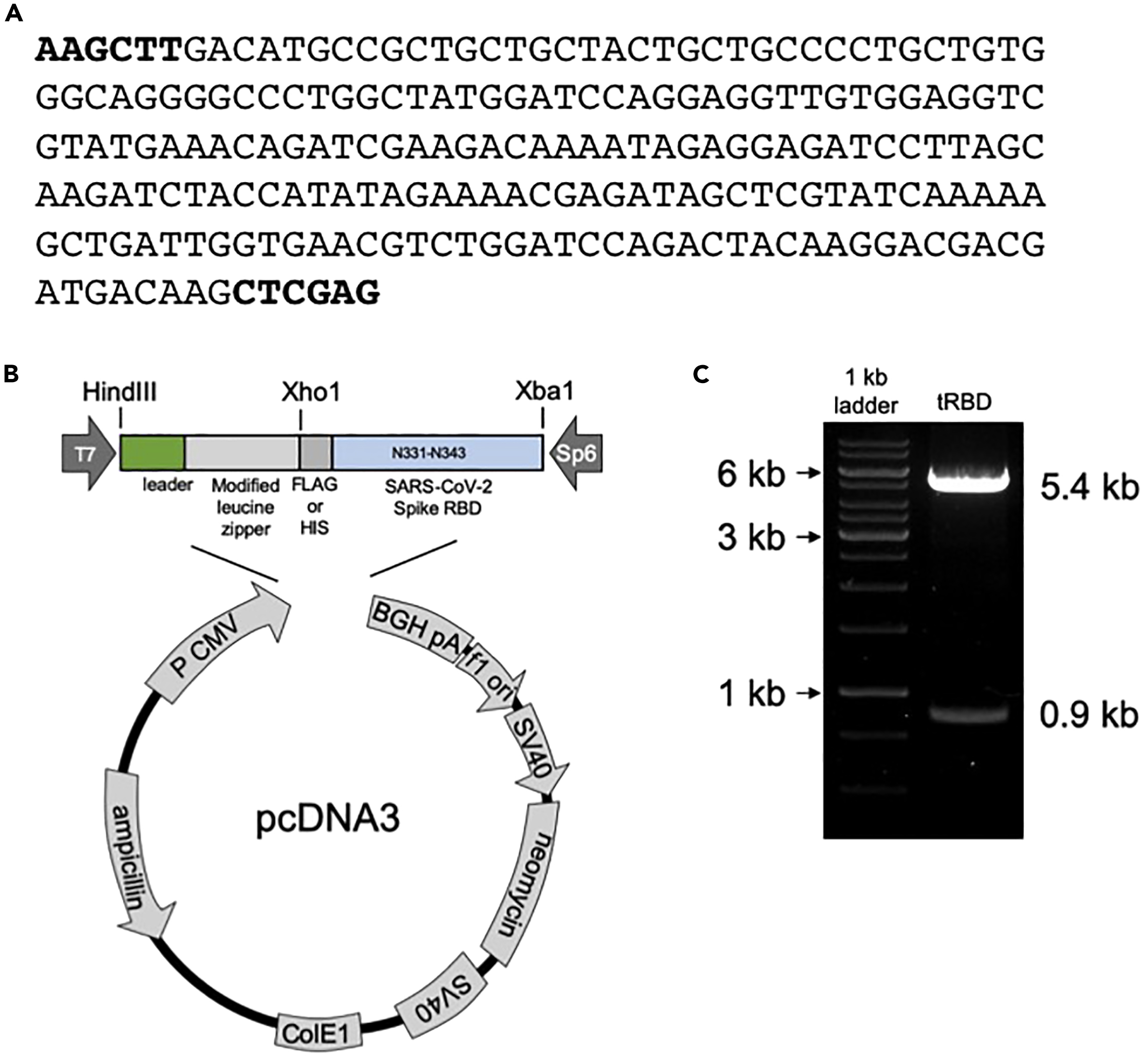 Cell Press: STAR Protocols