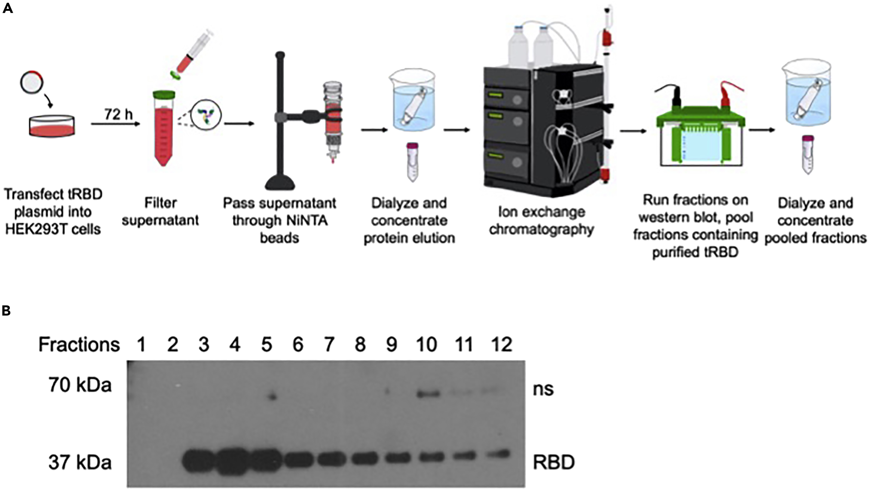 Cell Press: STAR Protocols