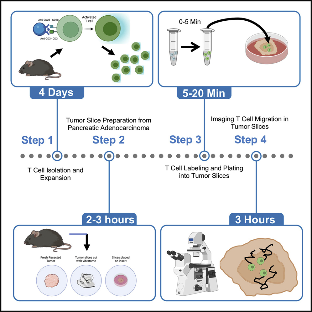 Cell Press: STAR Protocols