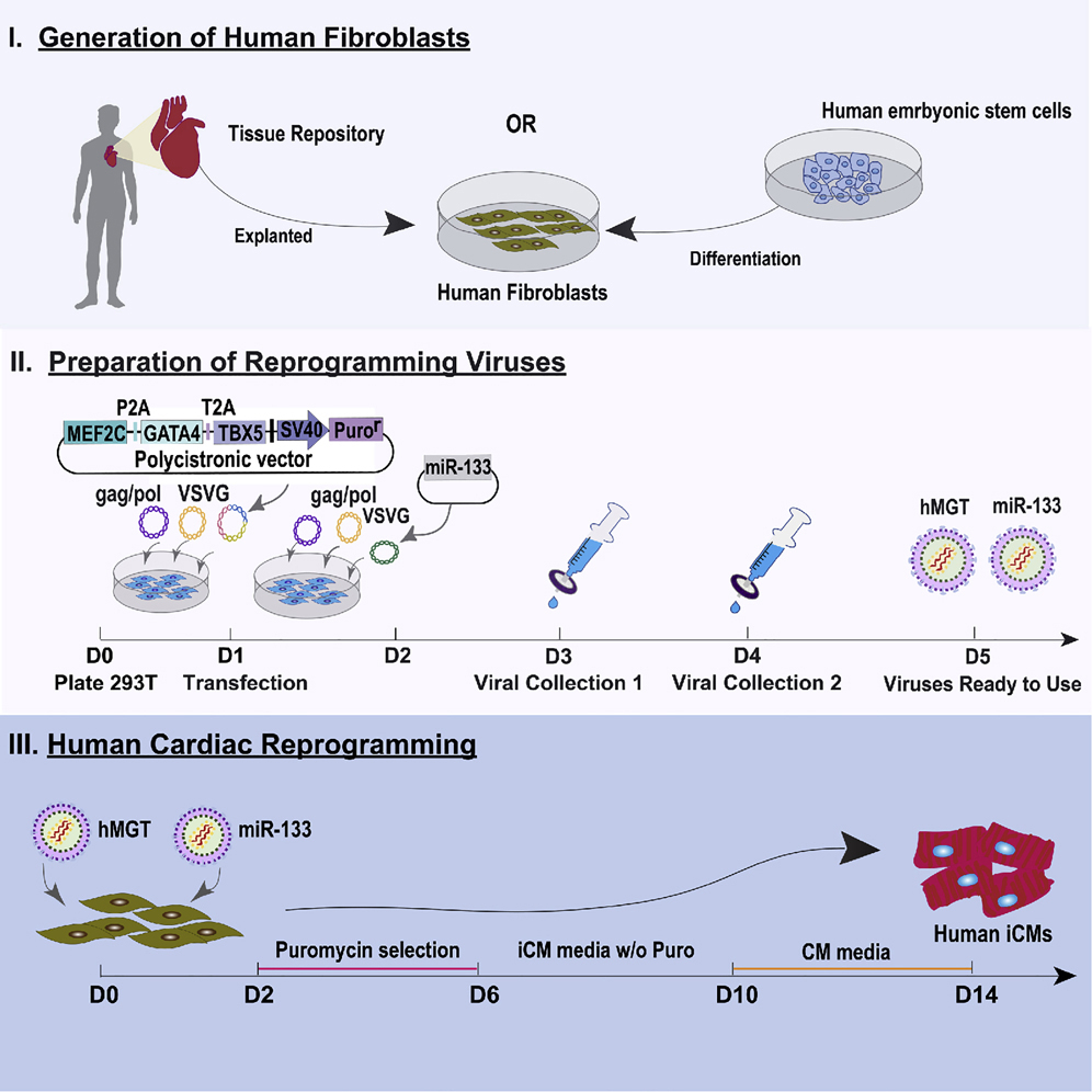 Cell Press: STAR Protocols