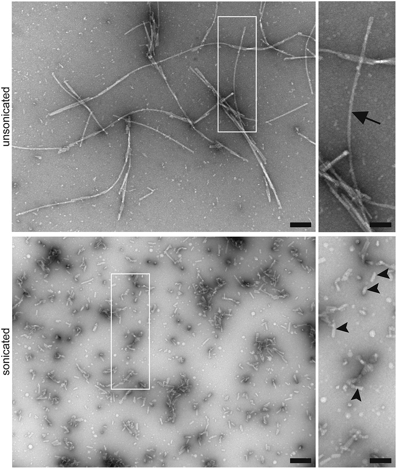 Cell Press: STAR Protocols