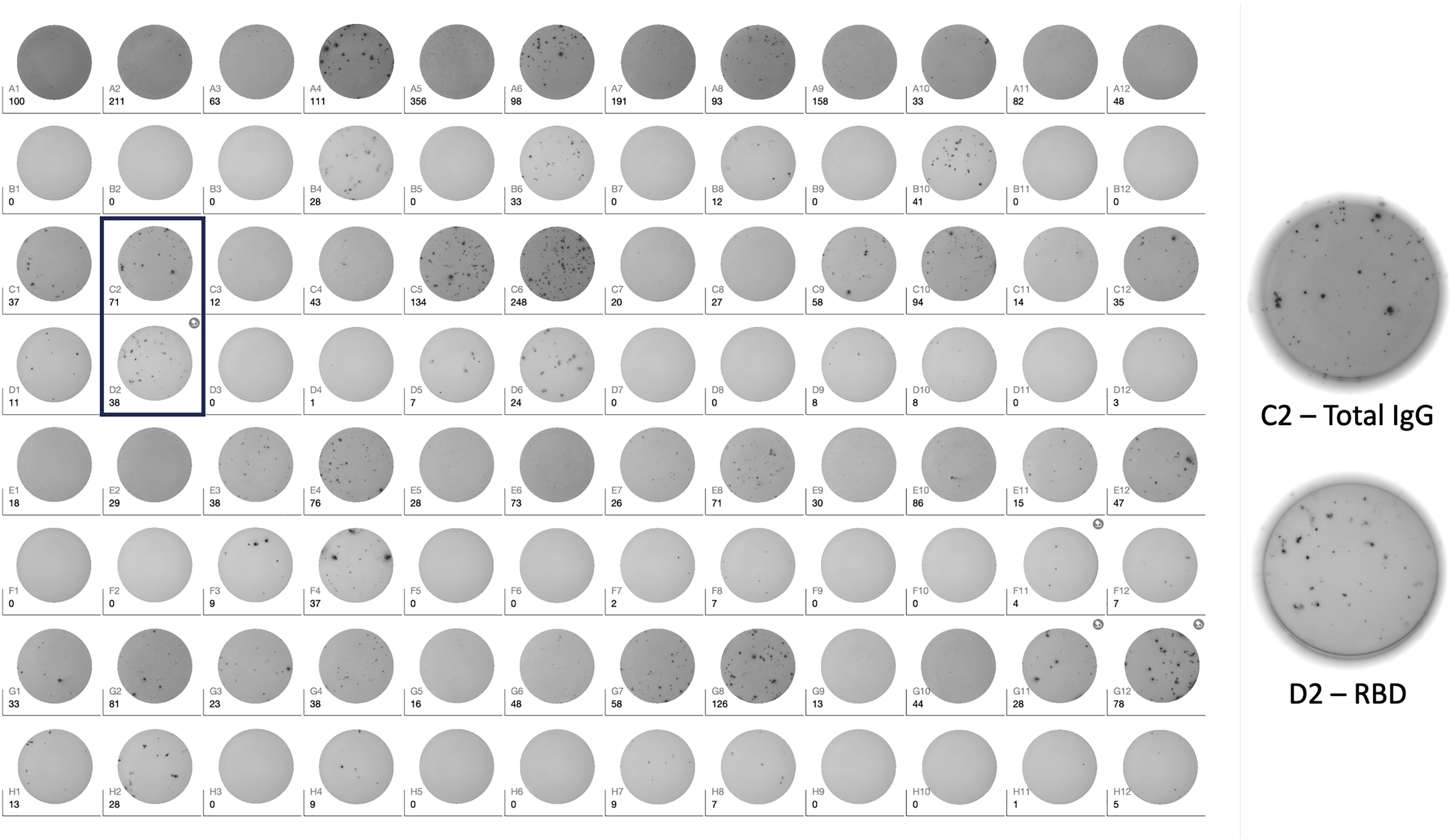 Cell Press: STAR Protocols