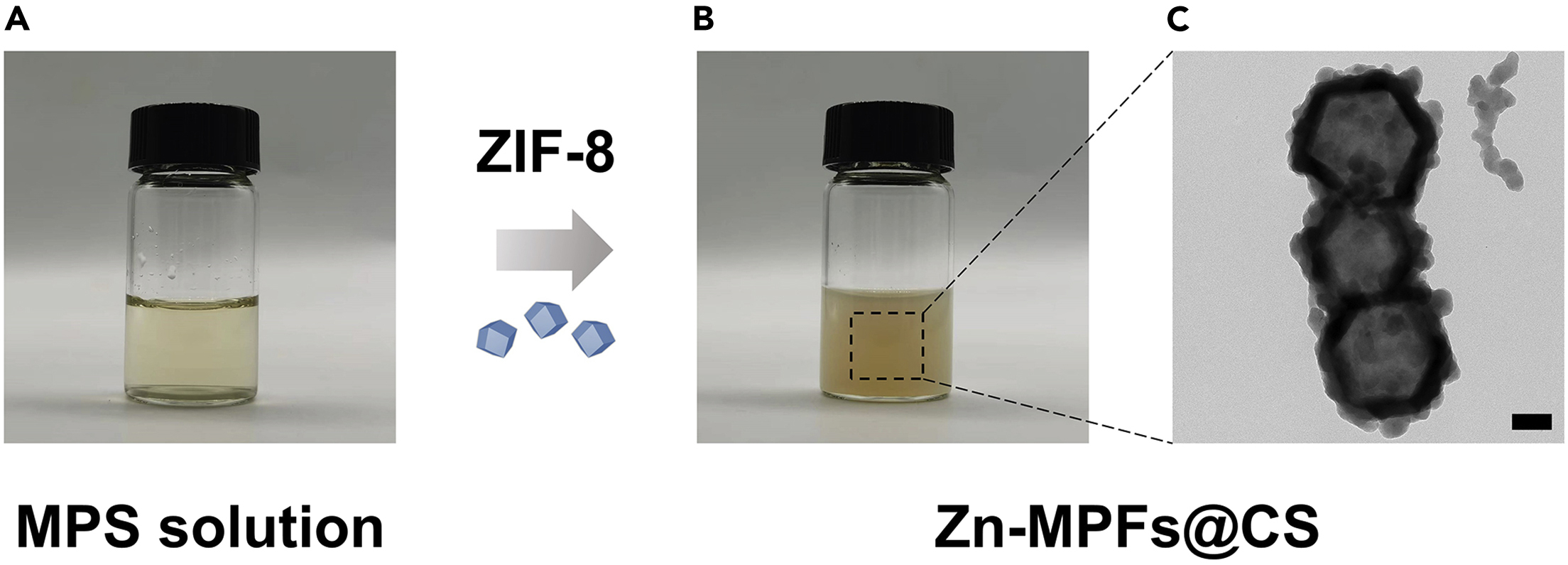 Cell Press: STAR Protocols