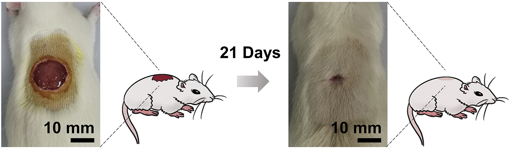 Cell Press: STAR Protocols