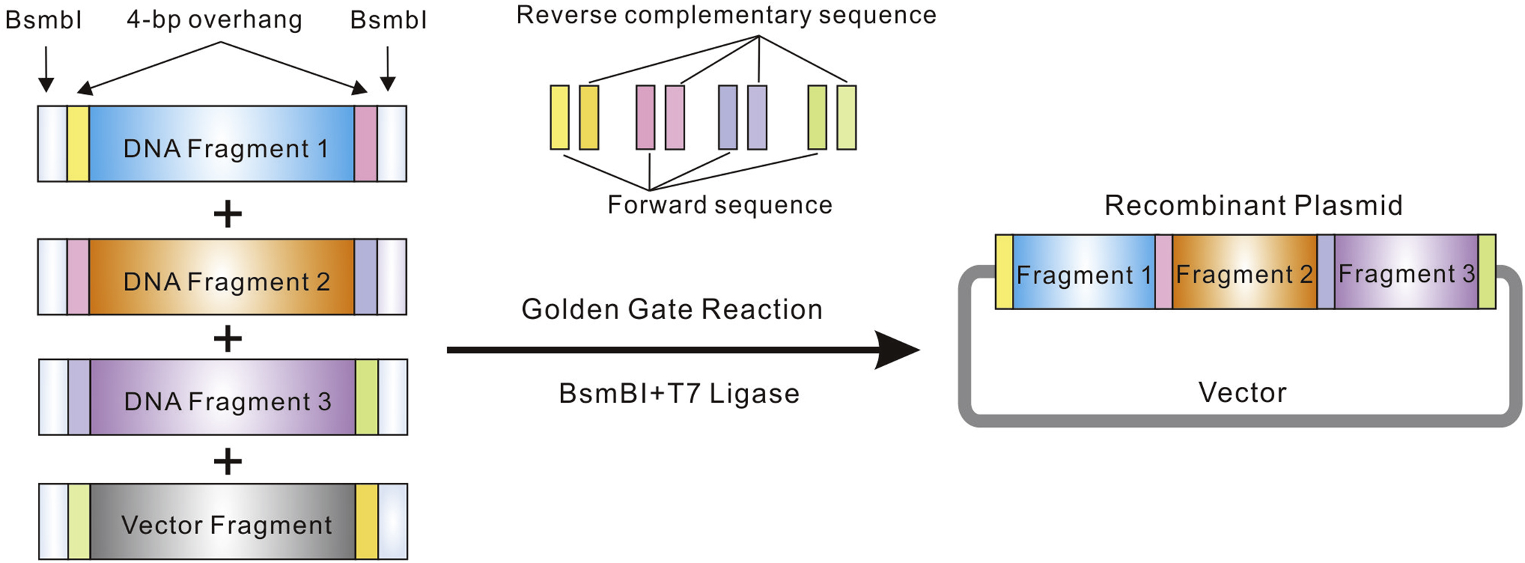 Cell Press: STAR Protocols