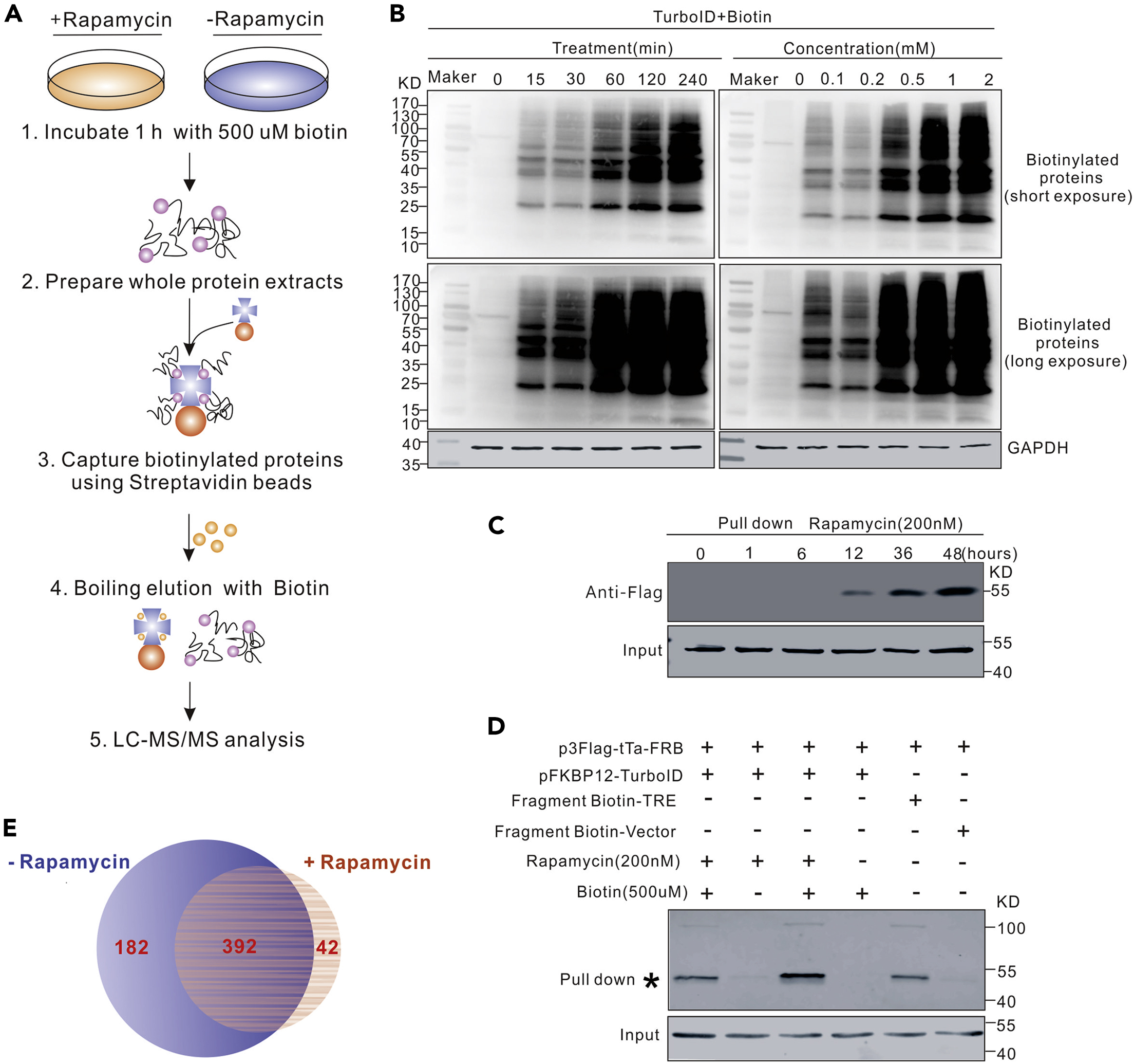 Cell Press: STAR Protocols