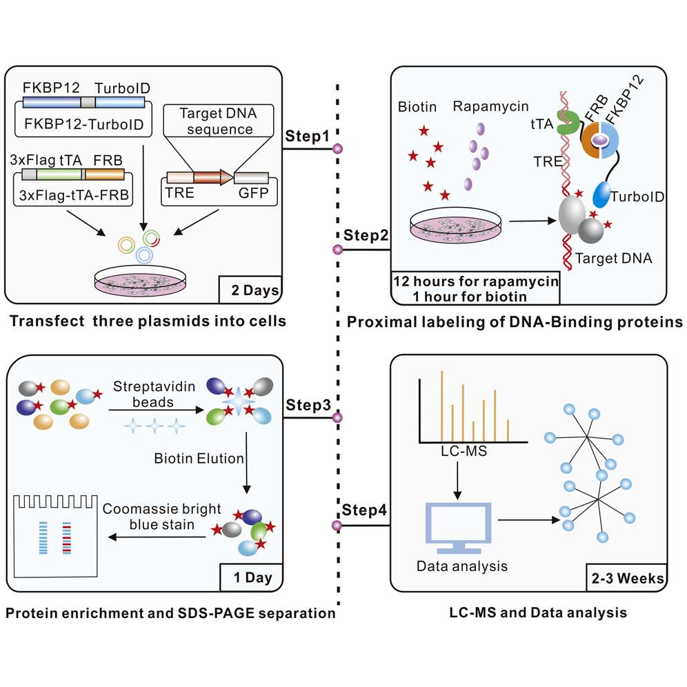 Cell Press: STAR Protocols