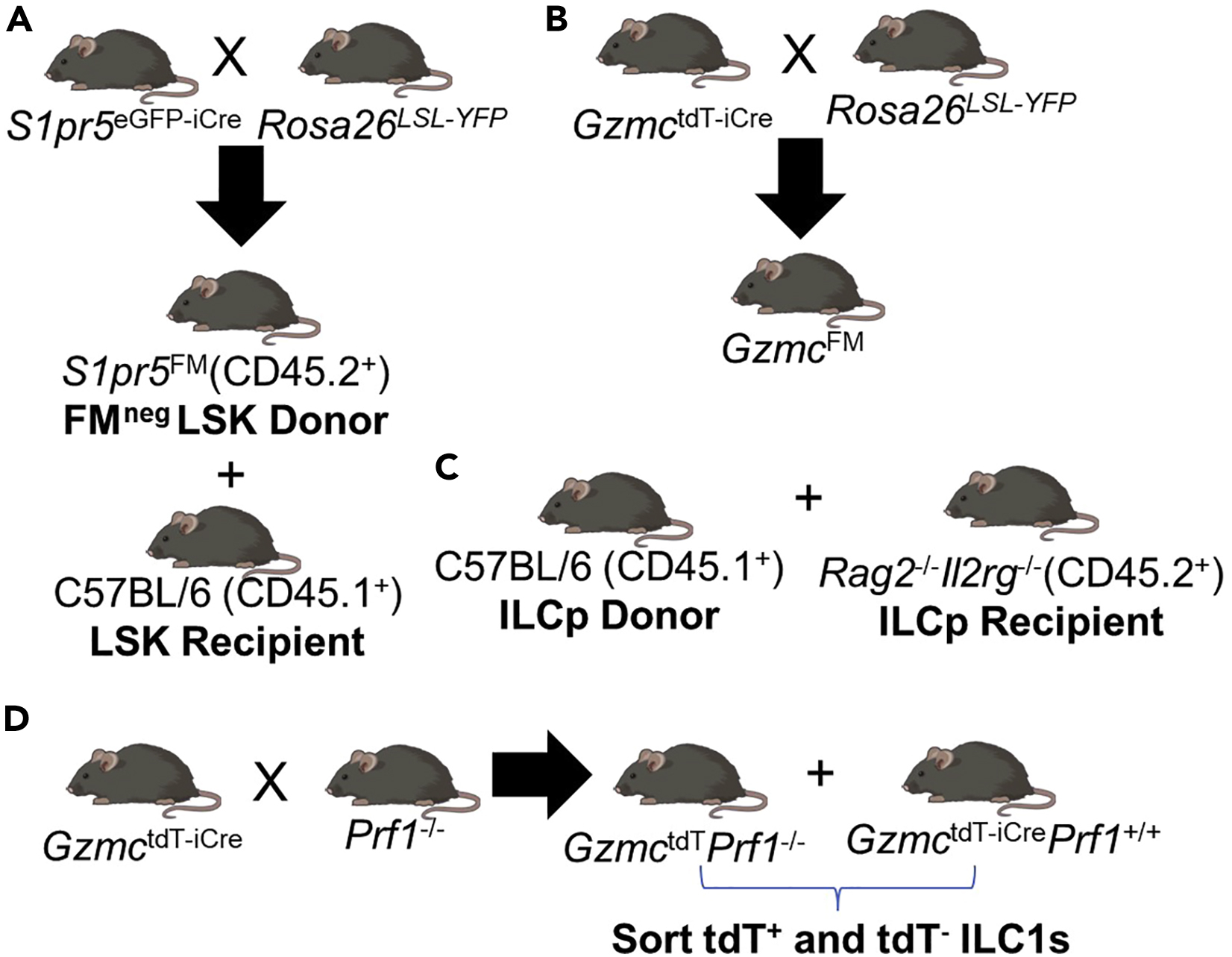 Cell Press: STAR Protocols
