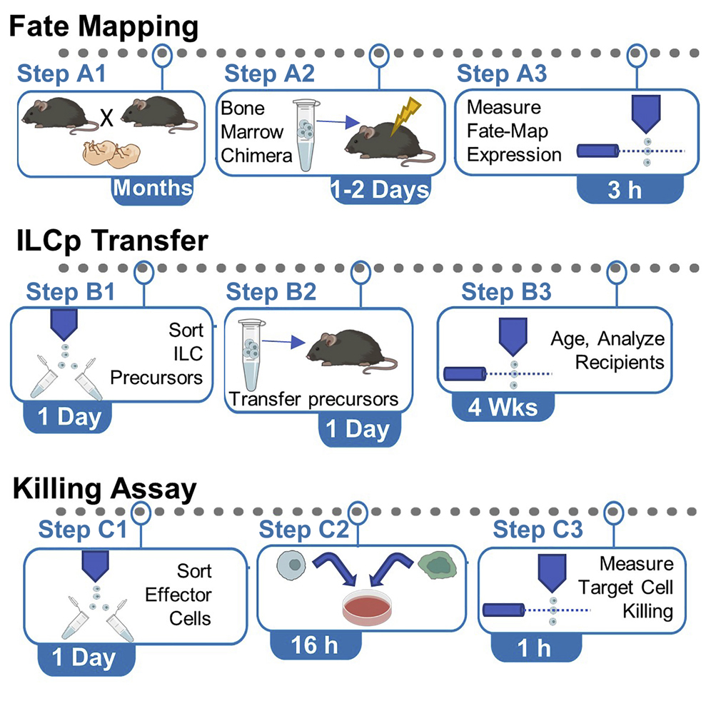 Cell Press: STAR Protocols