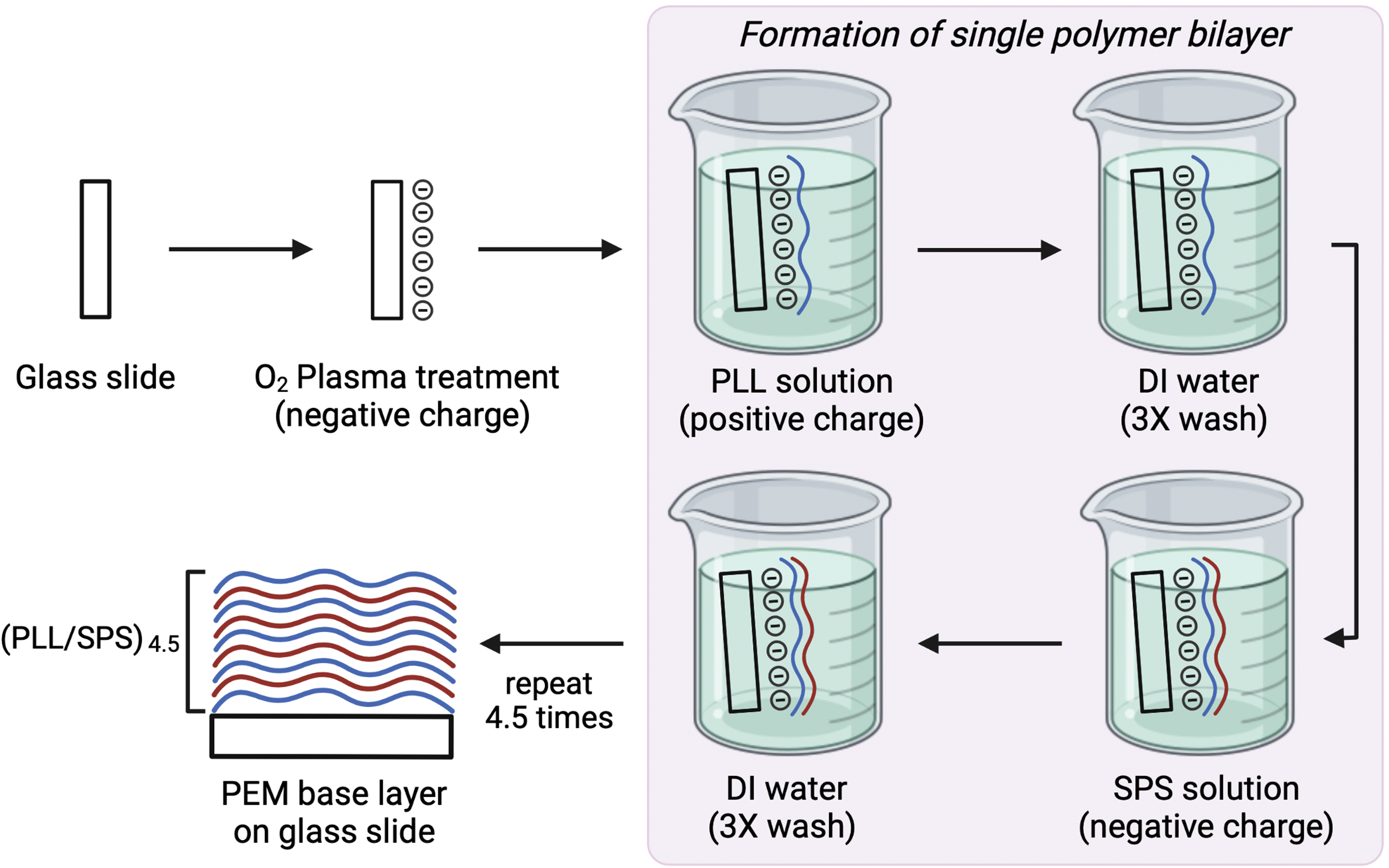 Cell Press: STAR Protocols
