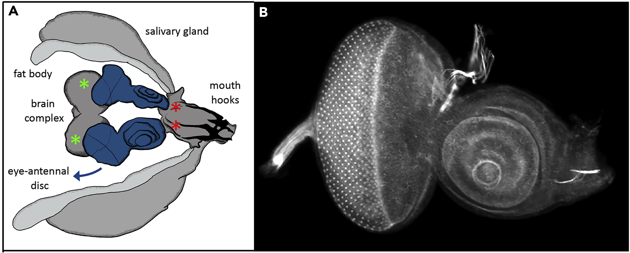Cell Press: STAR Protocols