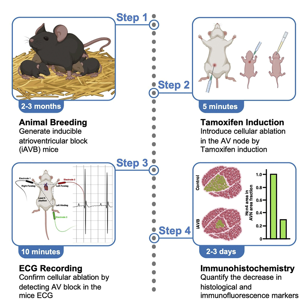 Cell Press: STAR Protocols