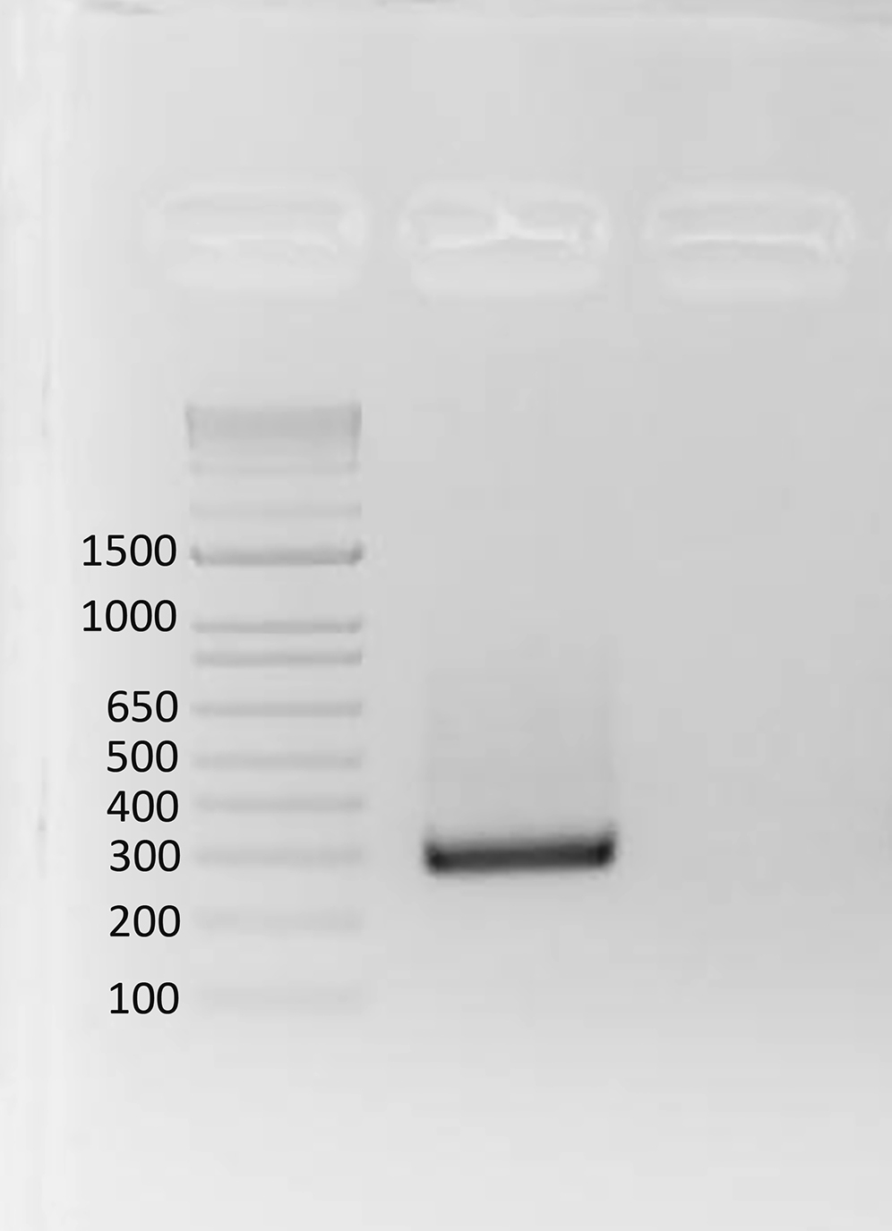 Cell Press: STAR Protocols