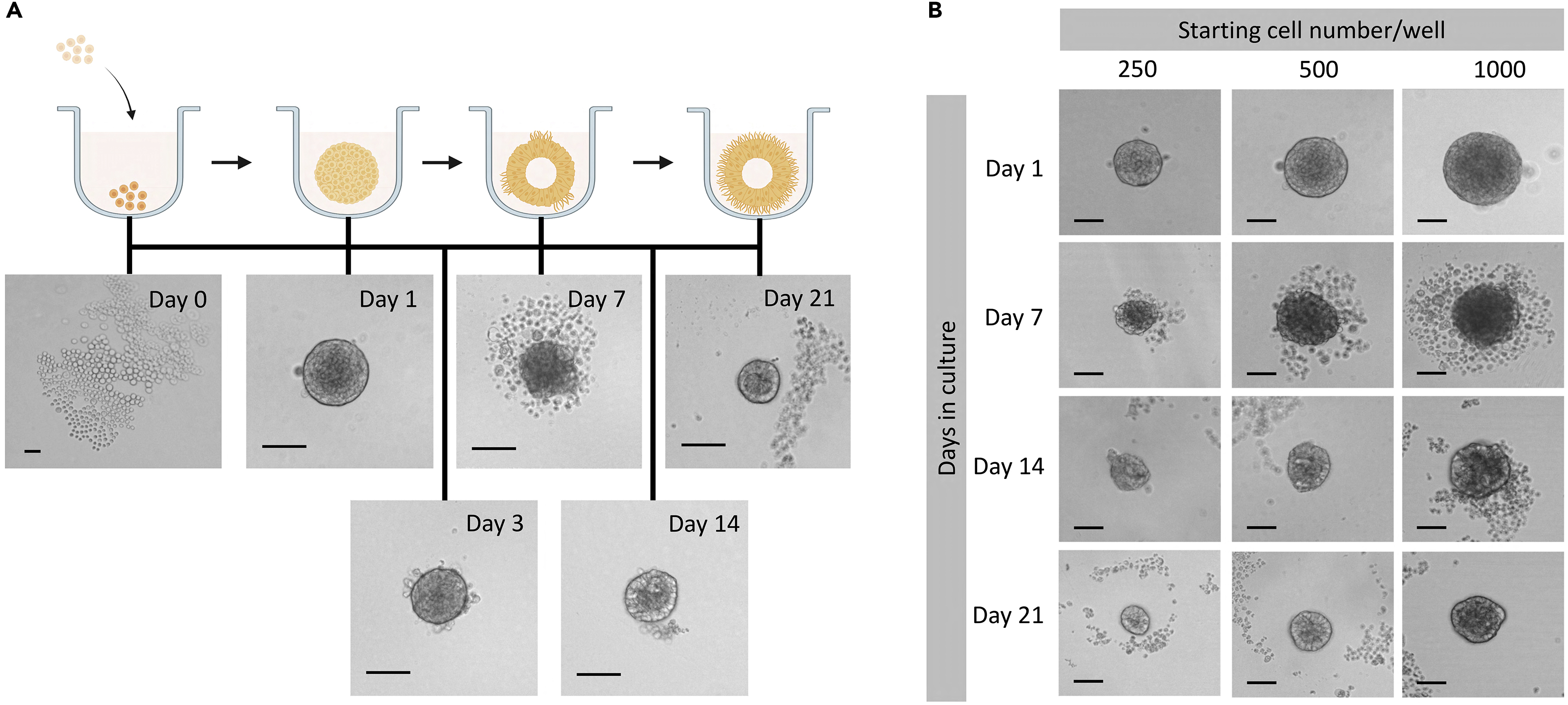 Cell Press: STAR Protocols