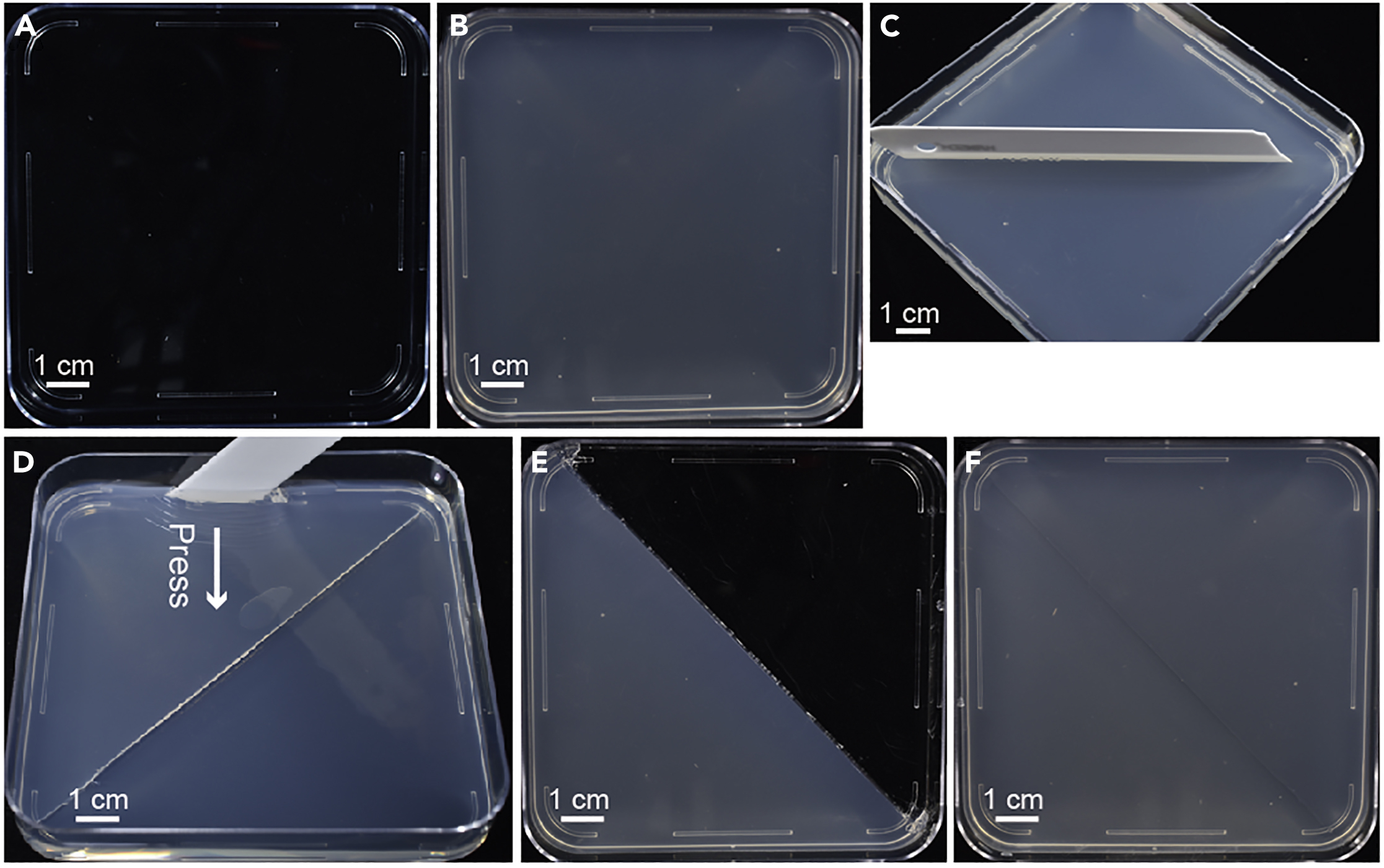 Cell Press: STAR Protocols