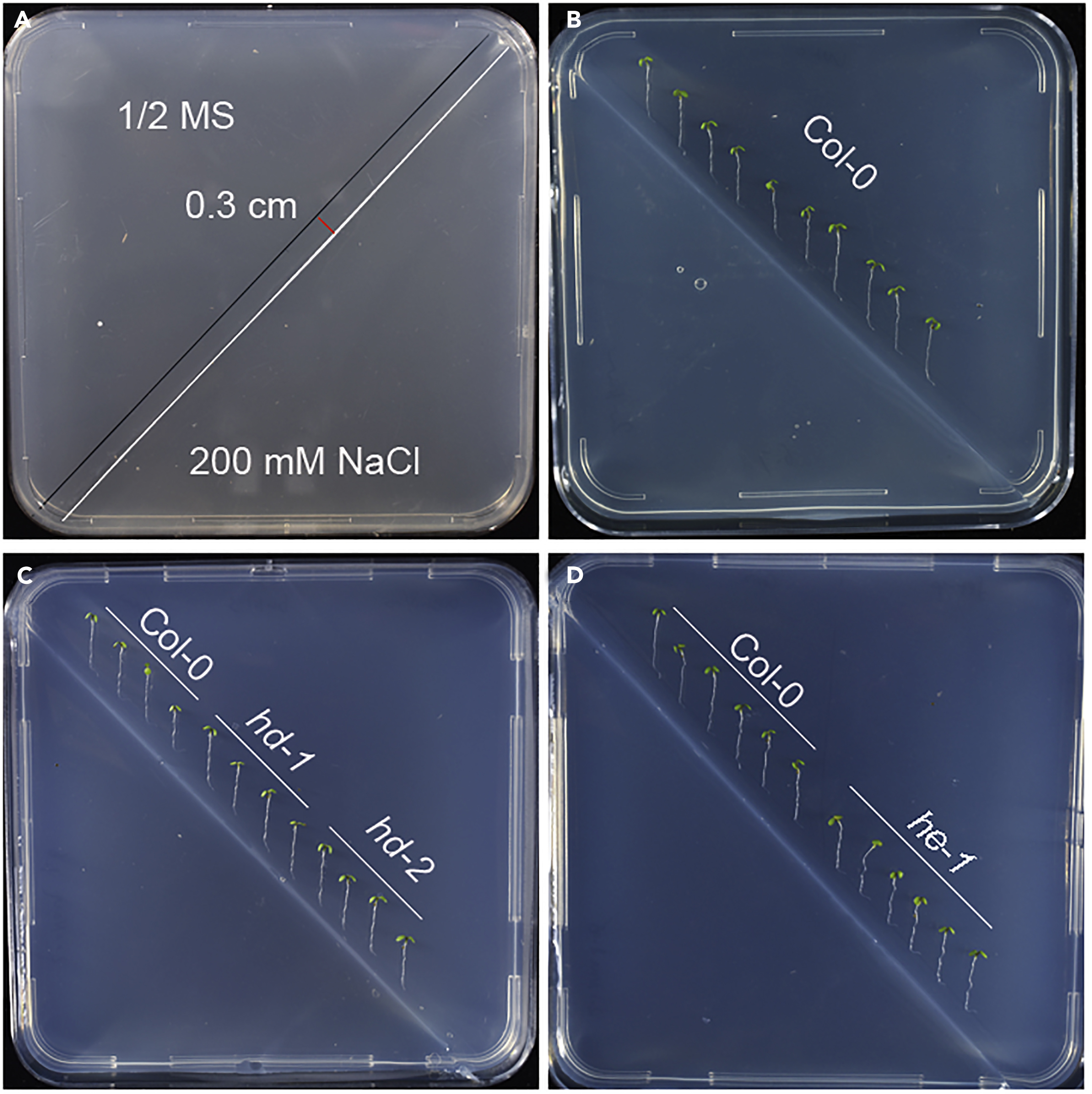 Cell Press: STAR Protocols
