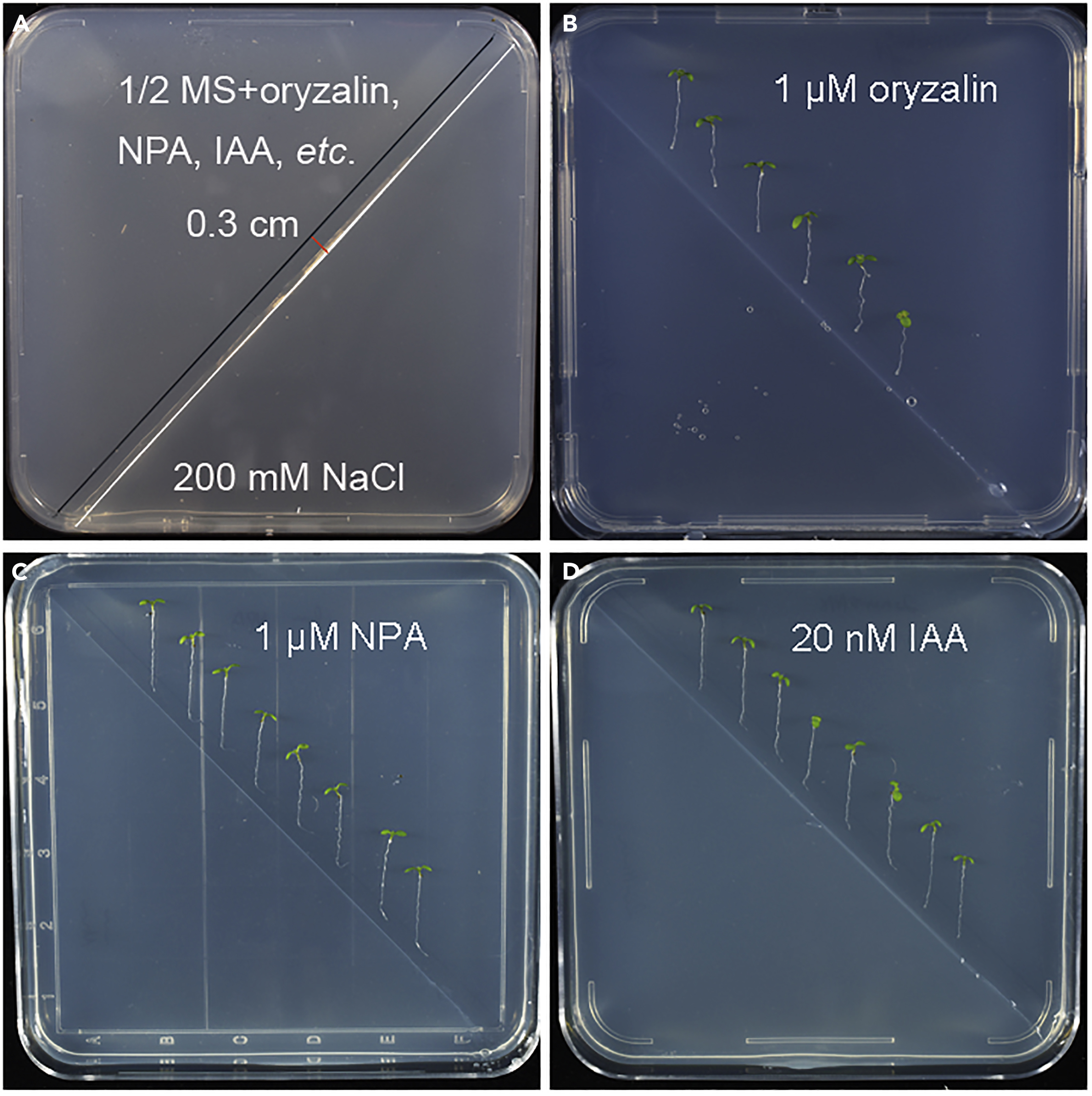 Cell Press: STAR Protocols