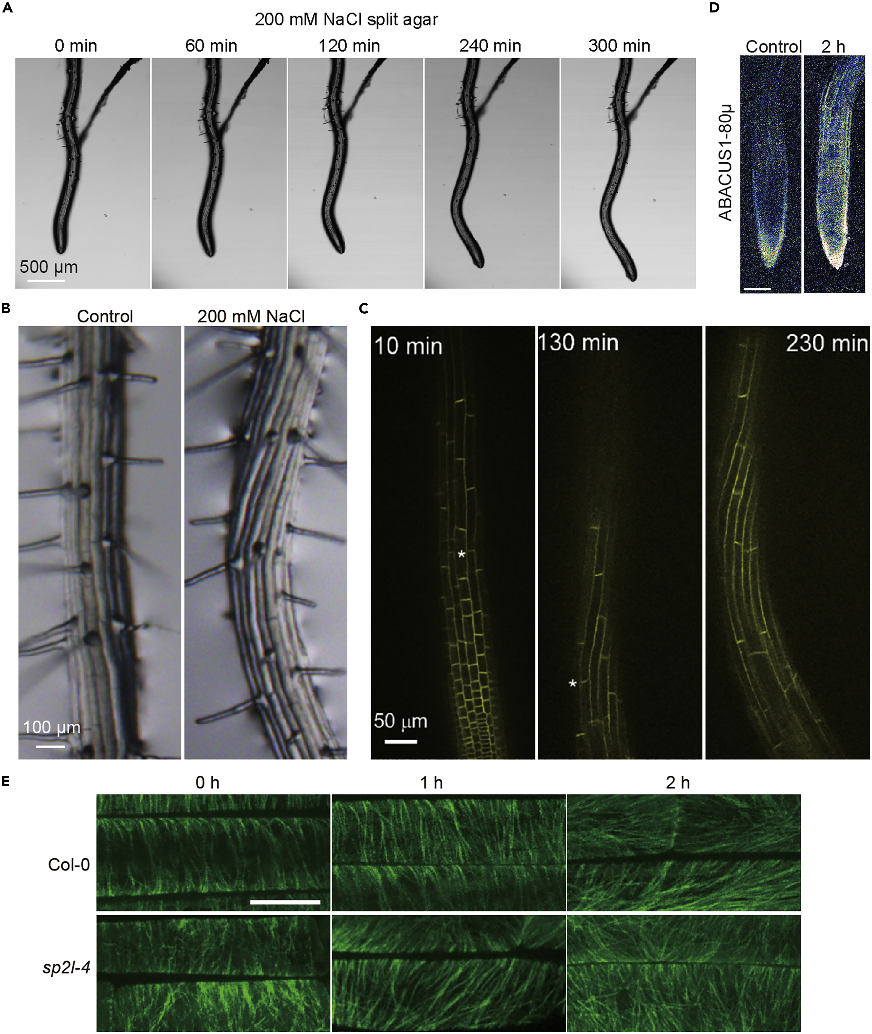 Cell Press: STAR Protocols