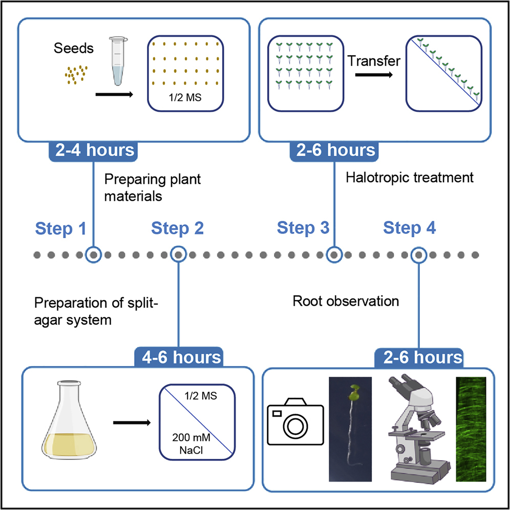 Cell Press: STAR Protocols