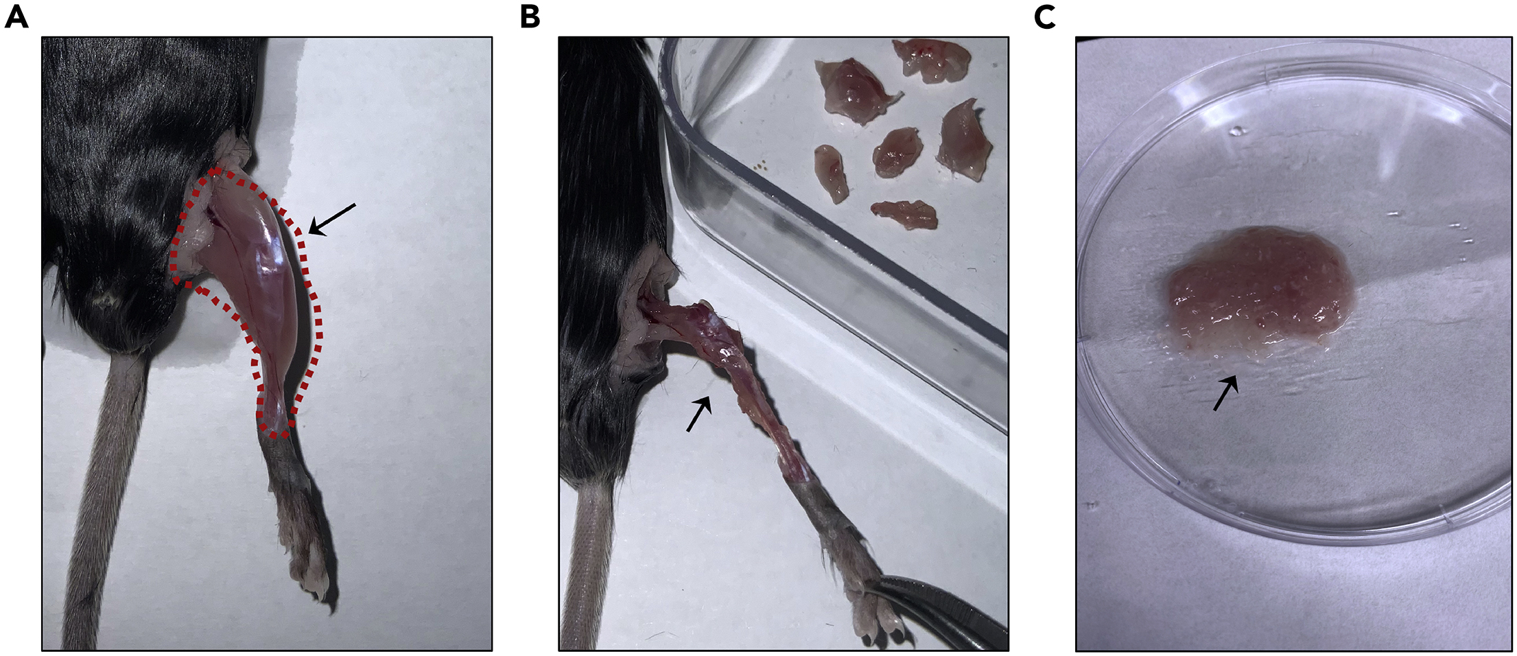 Cell Press: STAR Protocols