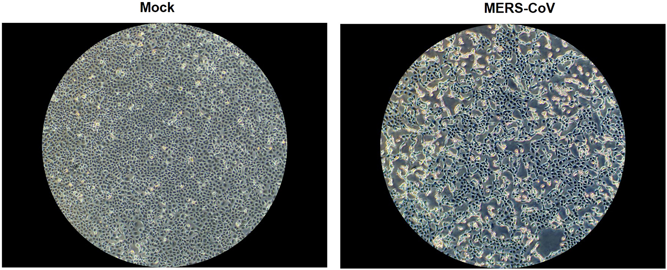 Cell Press: STAR Protocols