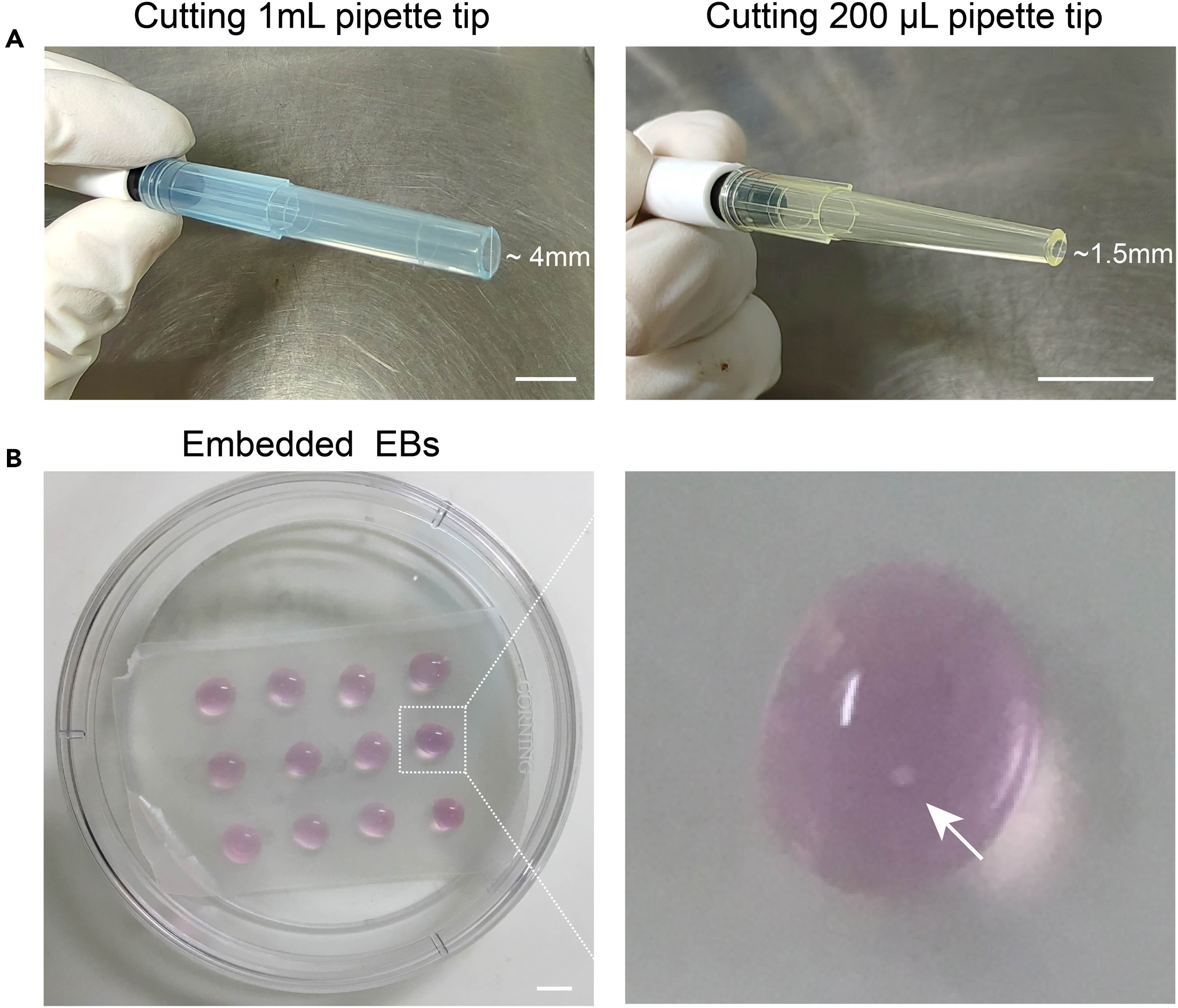 Cell Press: STAR Protocols