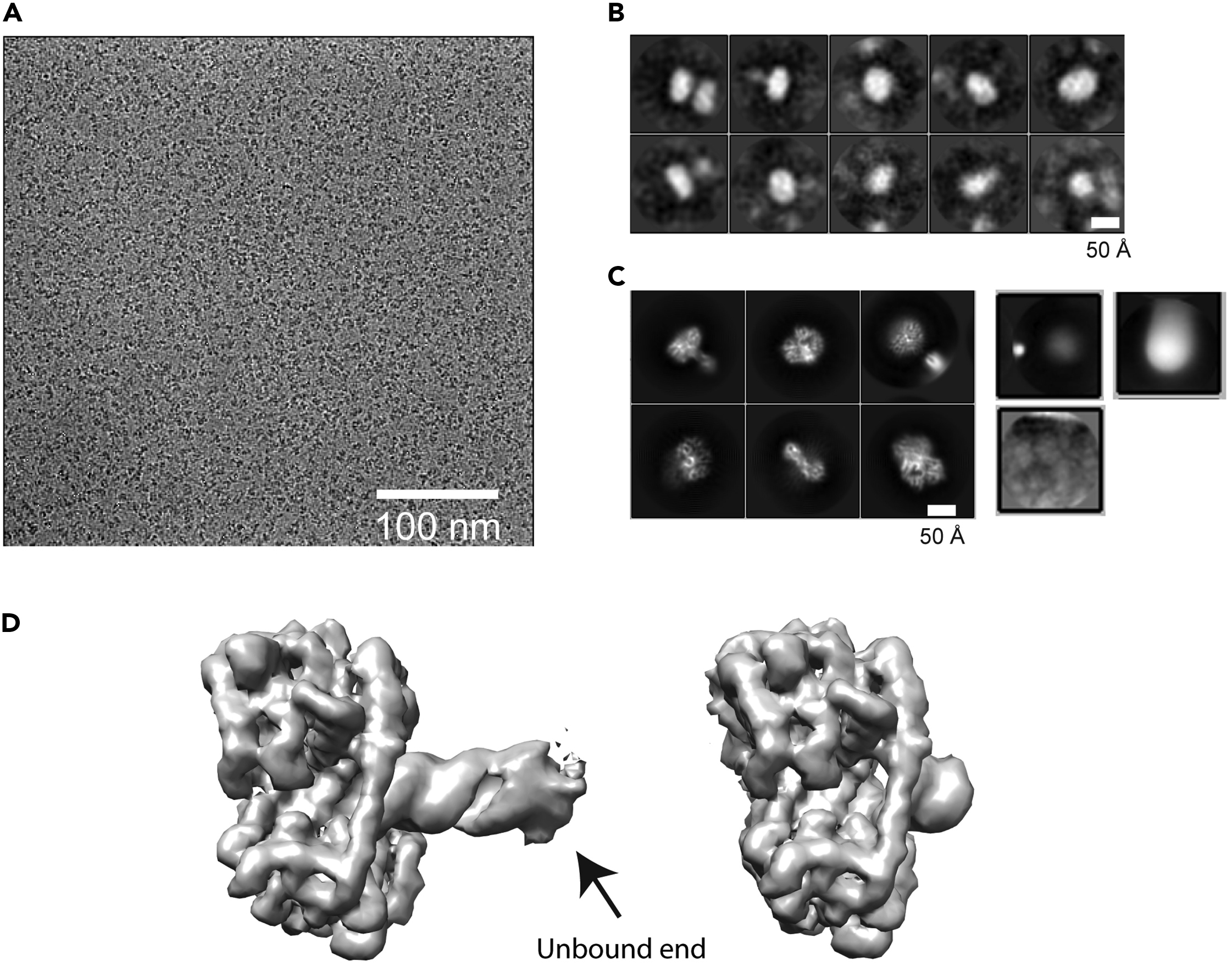 Cell Press: STAR Protocols