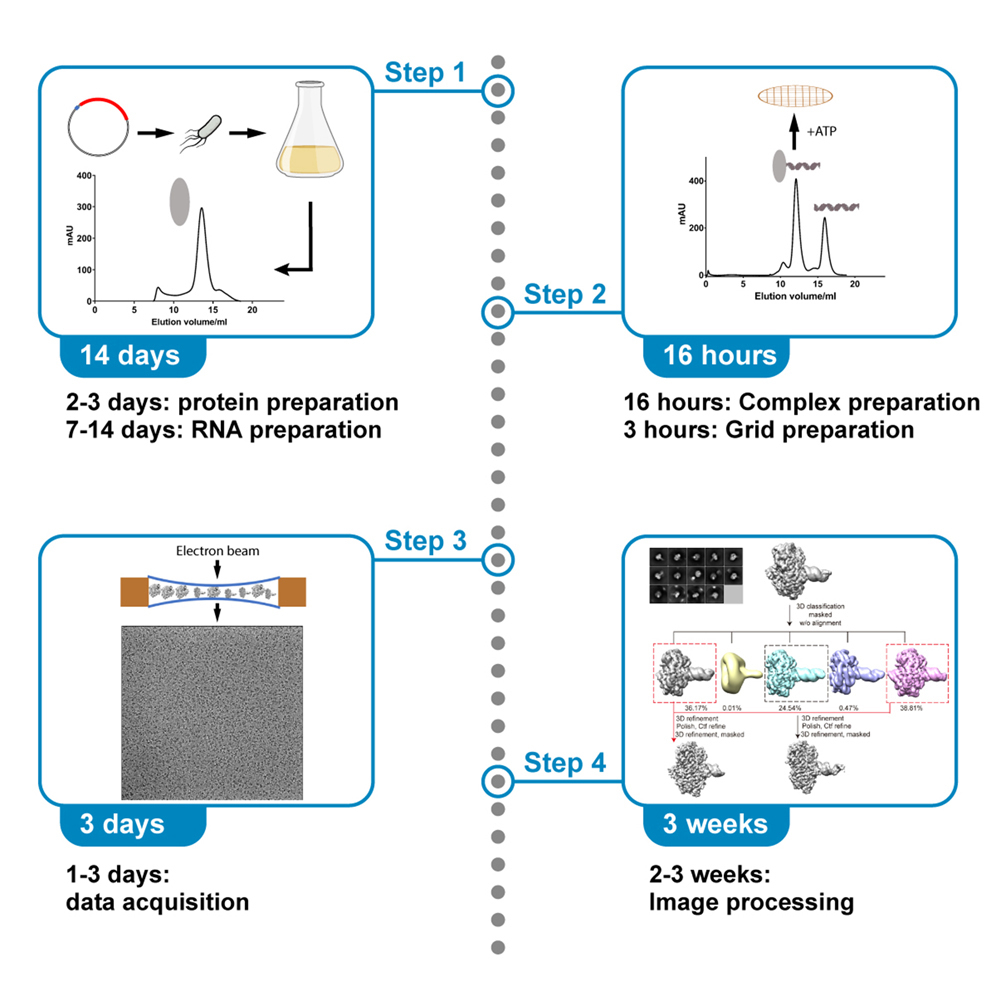 Cell Press: STAR Protocols
