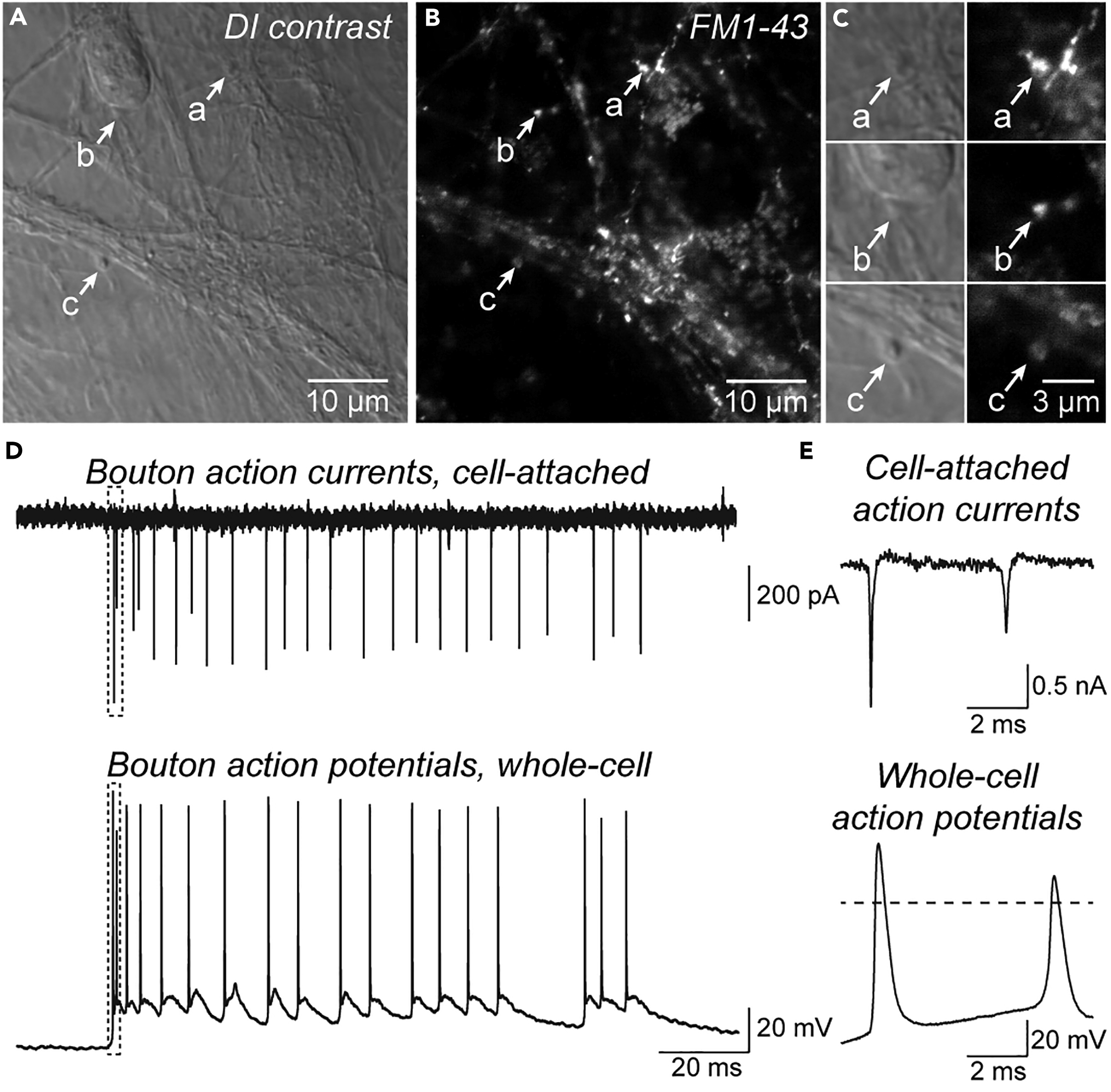 Cell Press: STAR Protocols