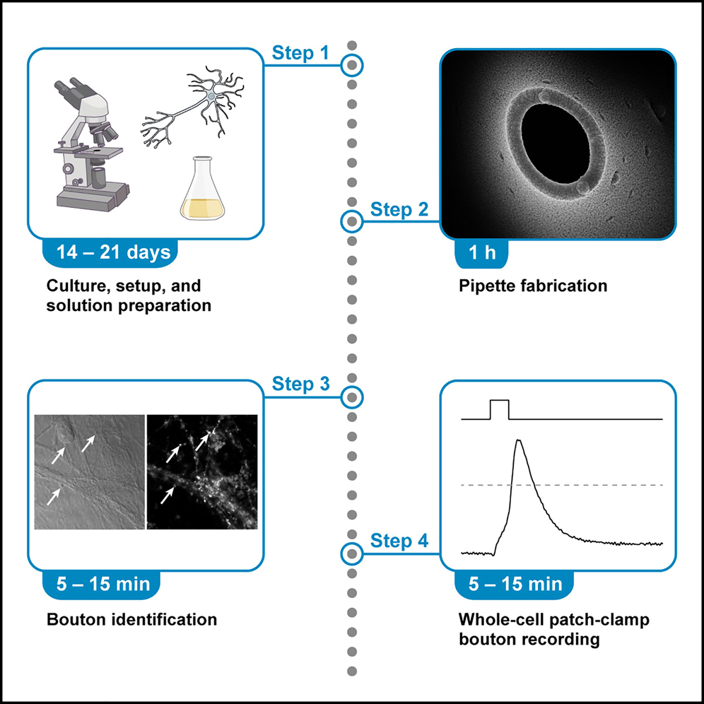 Cell Press: STAR Protocols
