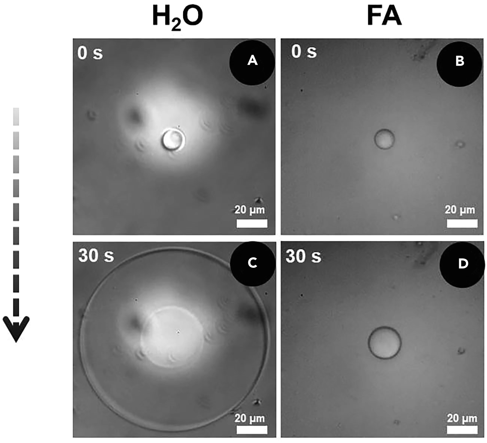 Cell Press: STAR Protocols
