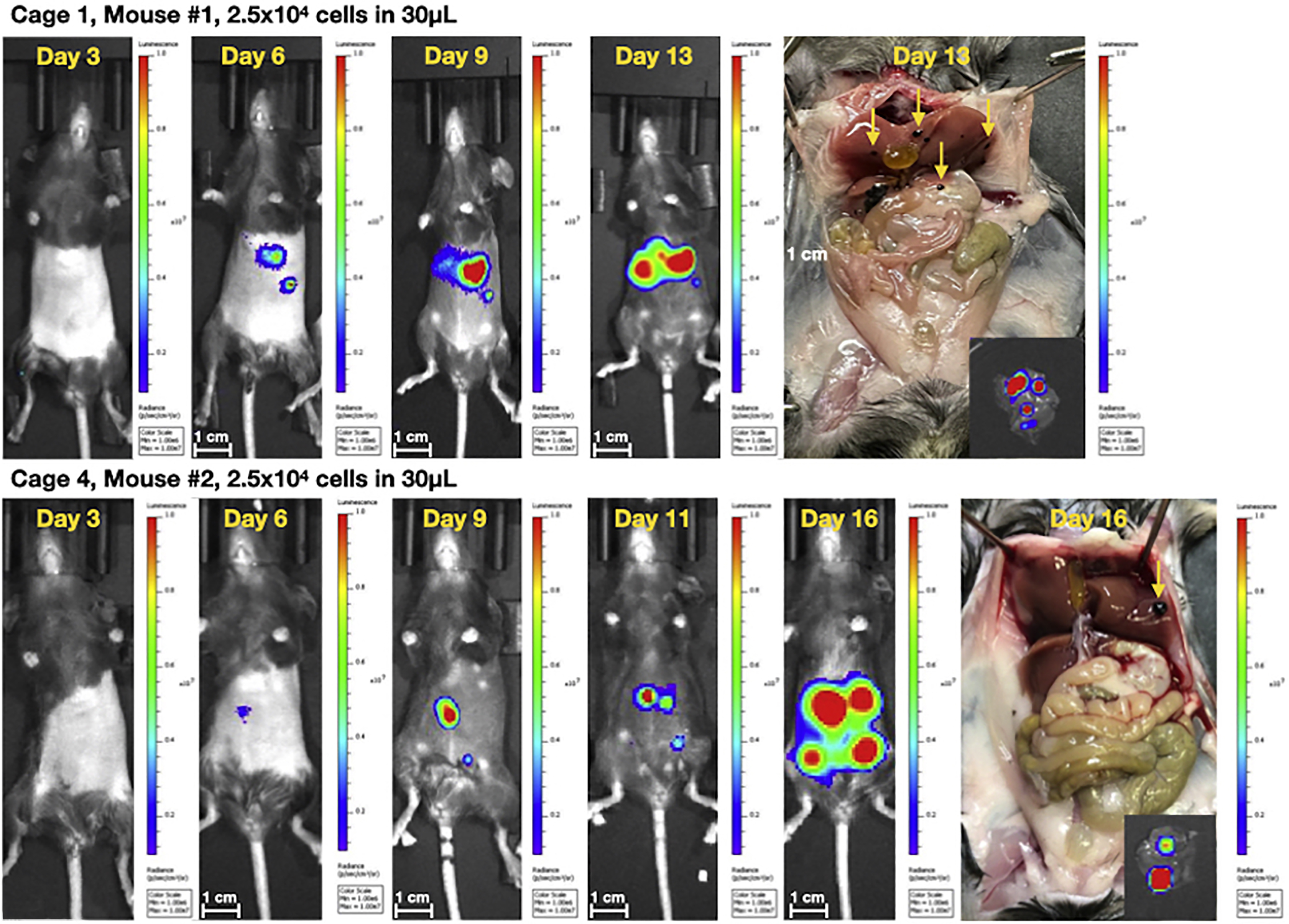 Cell Press: STAR Protocols
