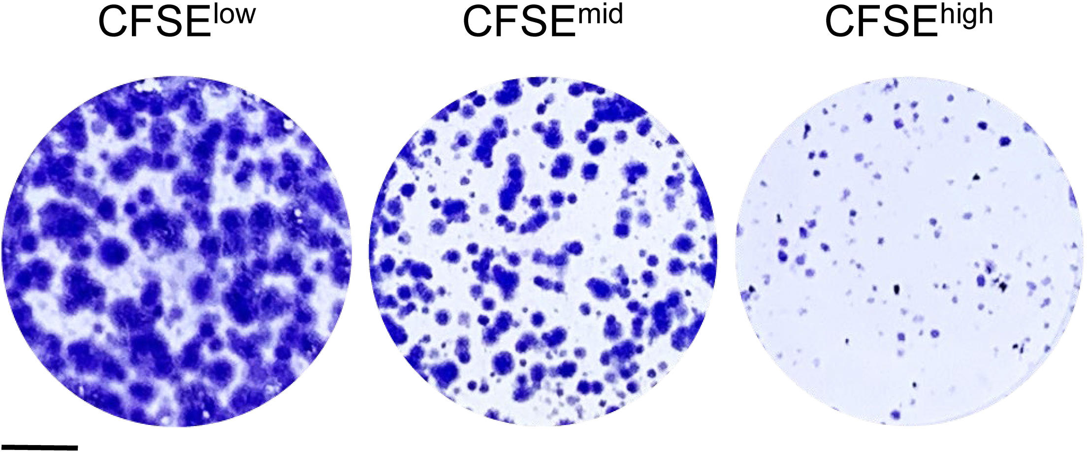 Cell Press: STAR Protocols
