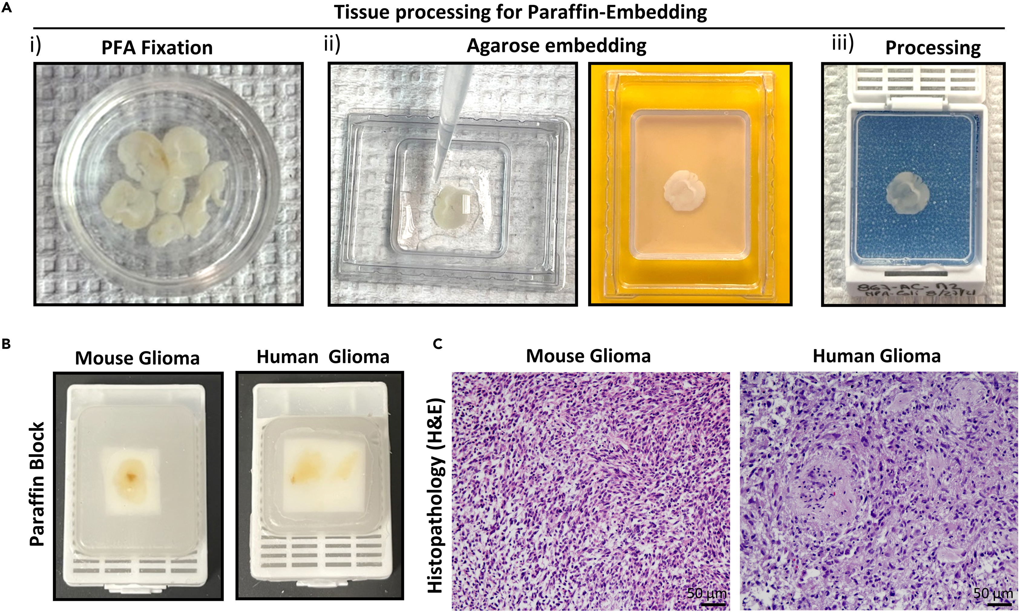 Cell Press: STAR Protocols