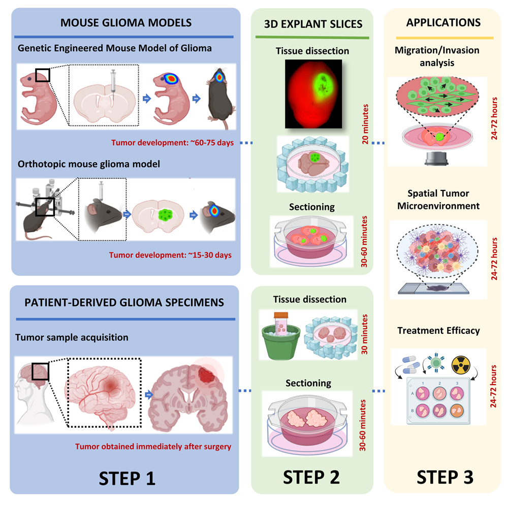 Cell Press: STAR Protocols