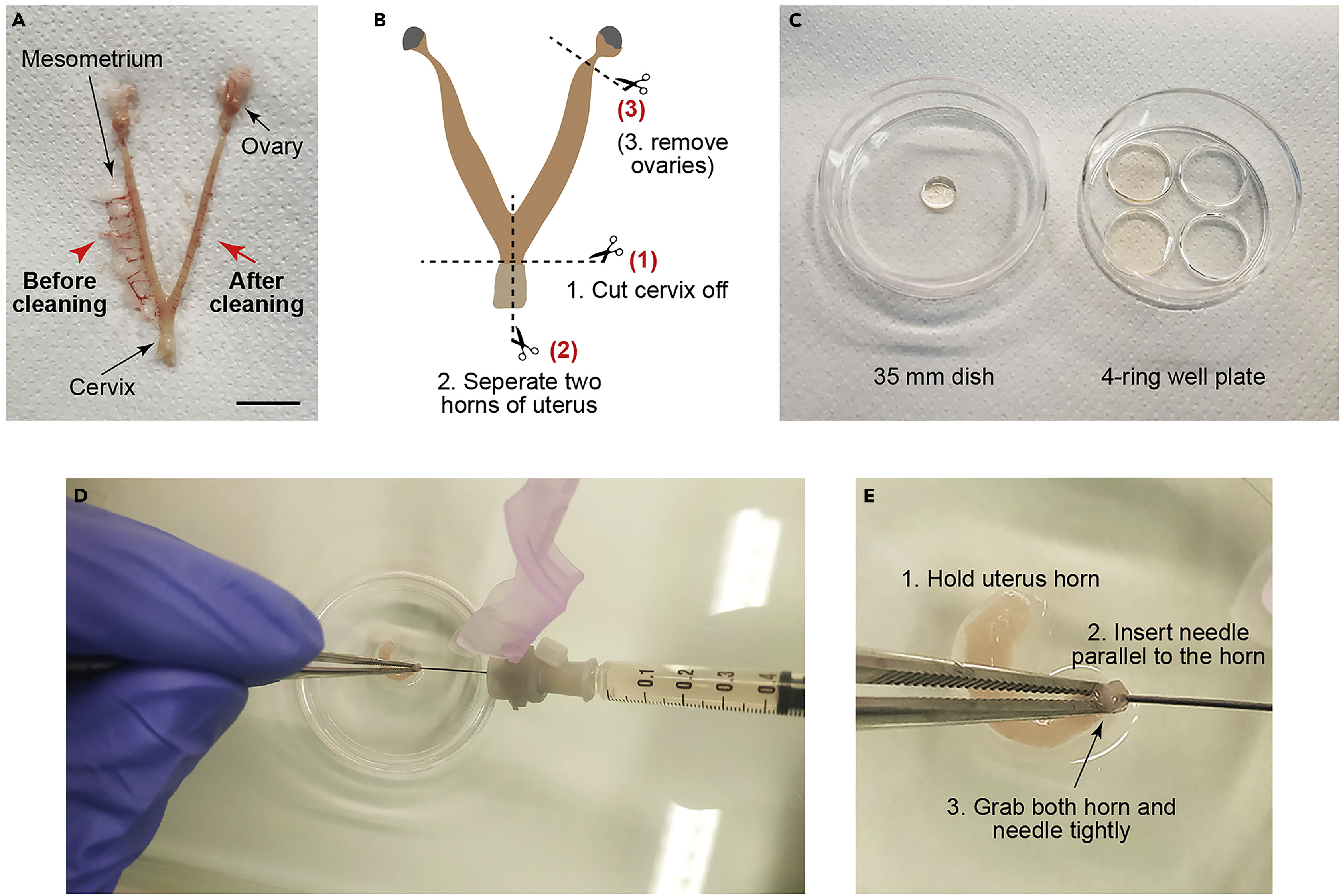 Cell Press: STAR Protocols