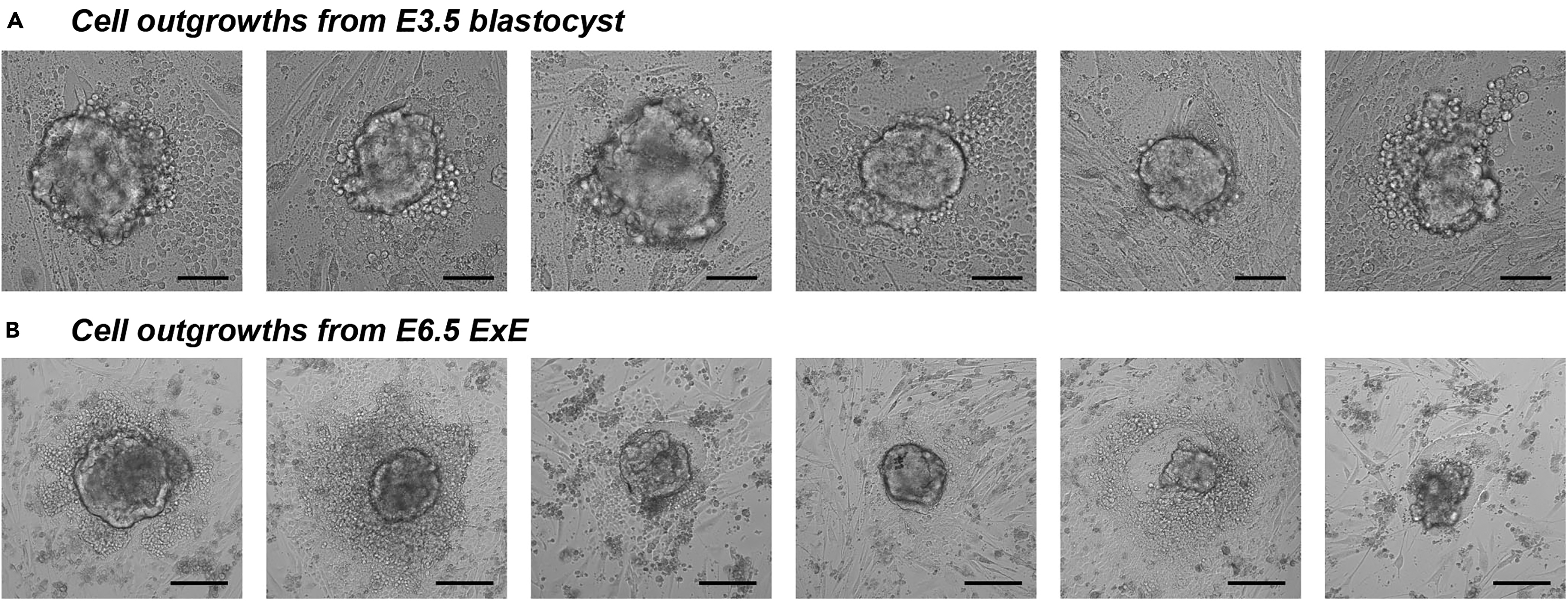 Cell Press: STAR Protocols
