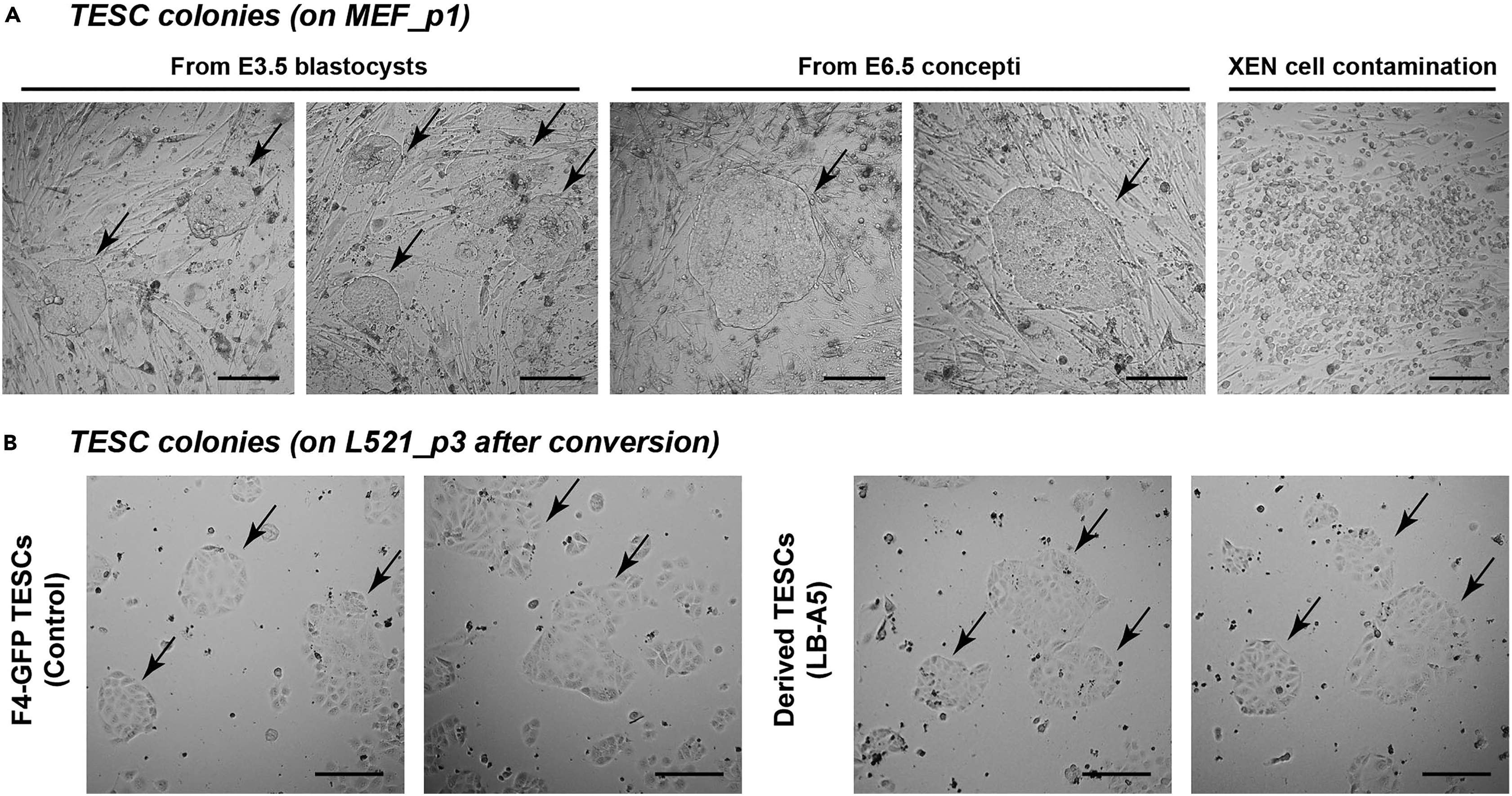 Cell Press: STAR Protocols