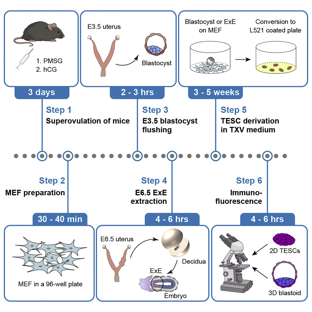 Cell Press: STAR Protocols