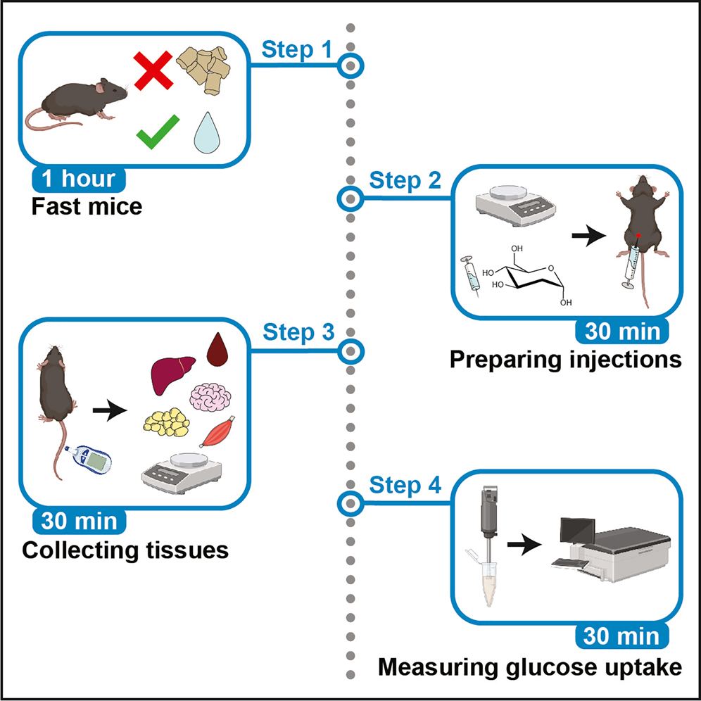 Cell Press: STAR Protocols