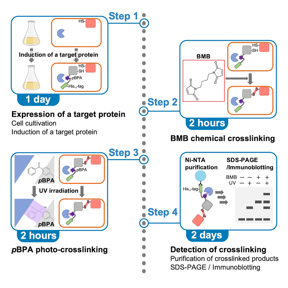 Cell Press: STAR Protocols