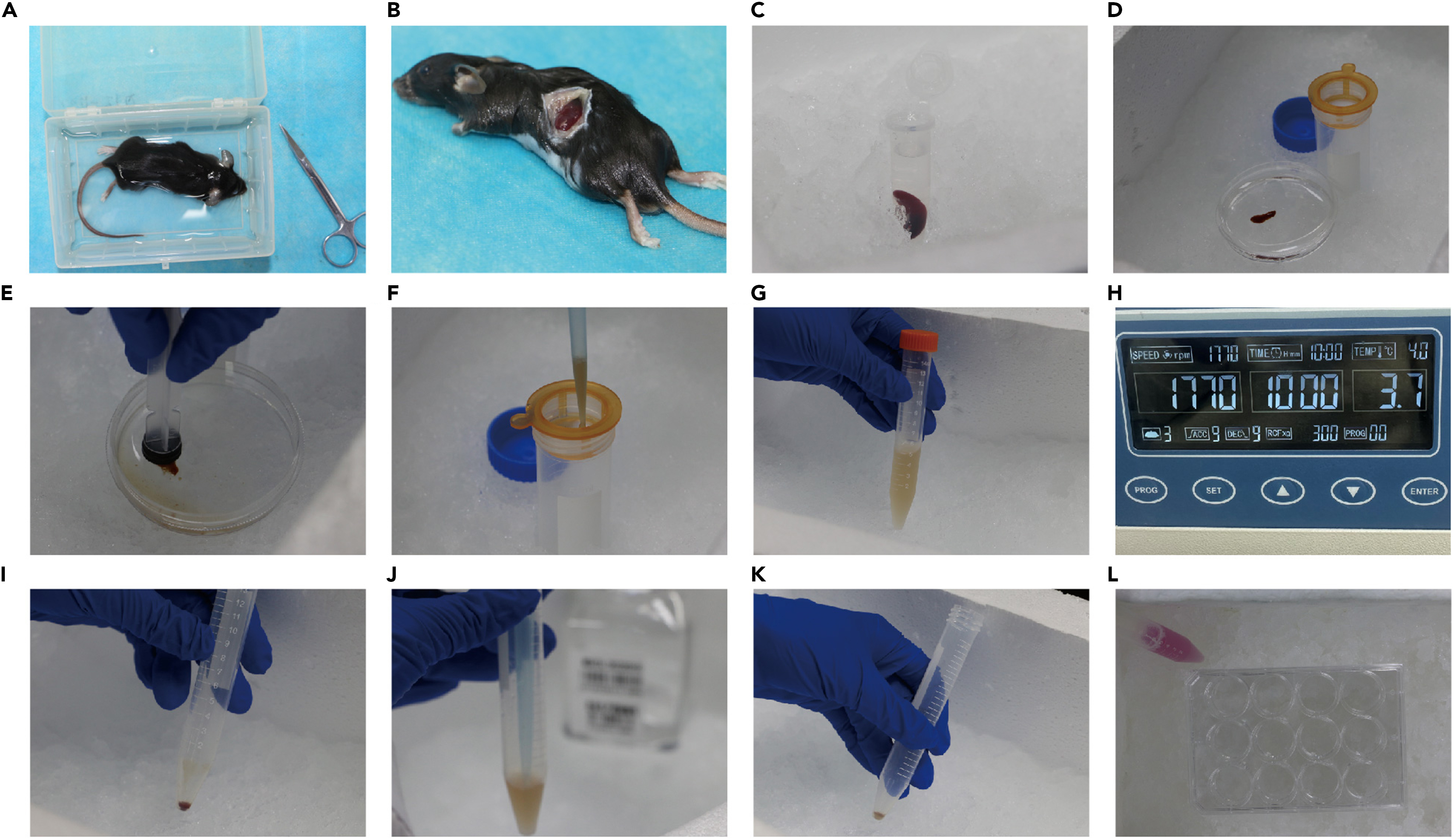 Cell Press: STAR Protocols