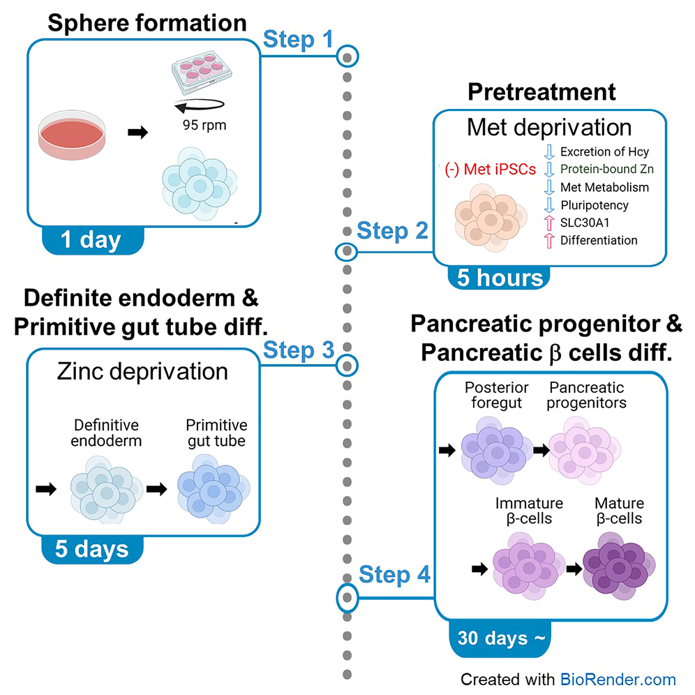 Cell Press: STAR Protocols