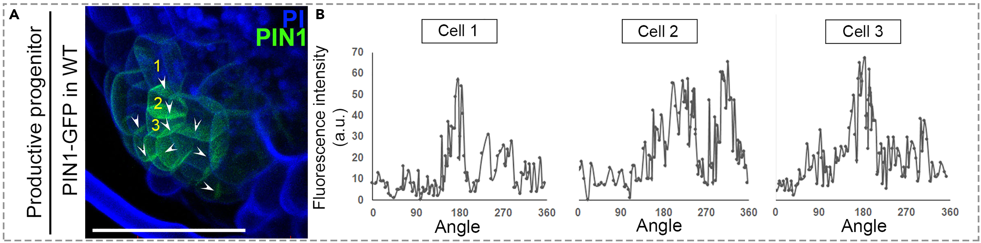 Cell Press: STAR Protocols