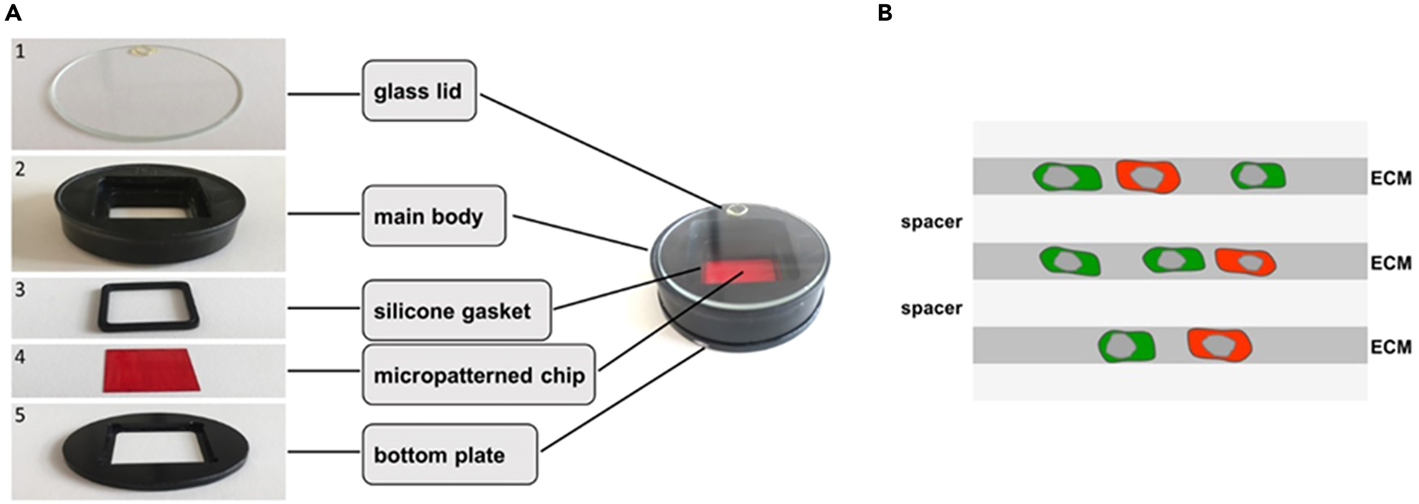 Cell Press: STAR Protocols