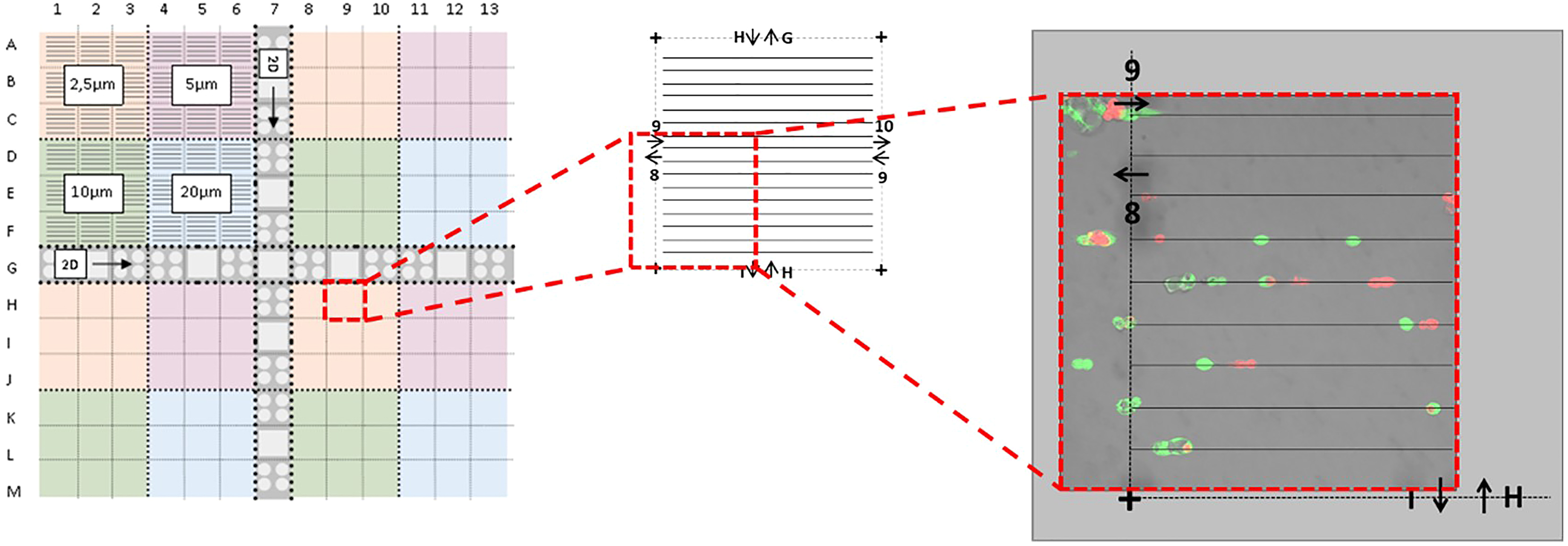 Cell Press: STAR Protocols