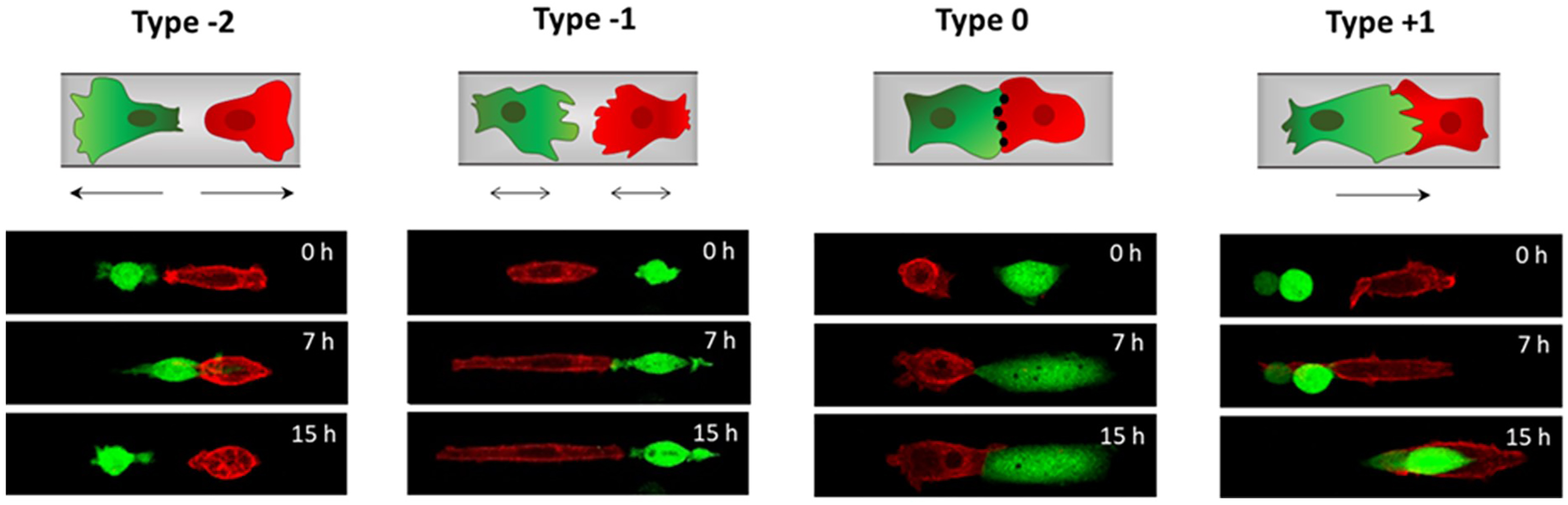 Cell Press: STAR Protocols